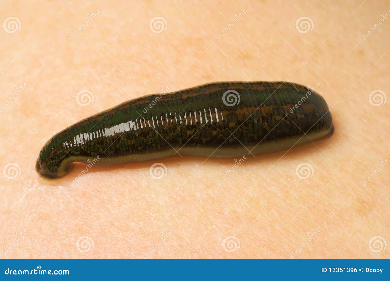 Sanguijuela medicinal foto de archivo. Imagen de animal - 13351396