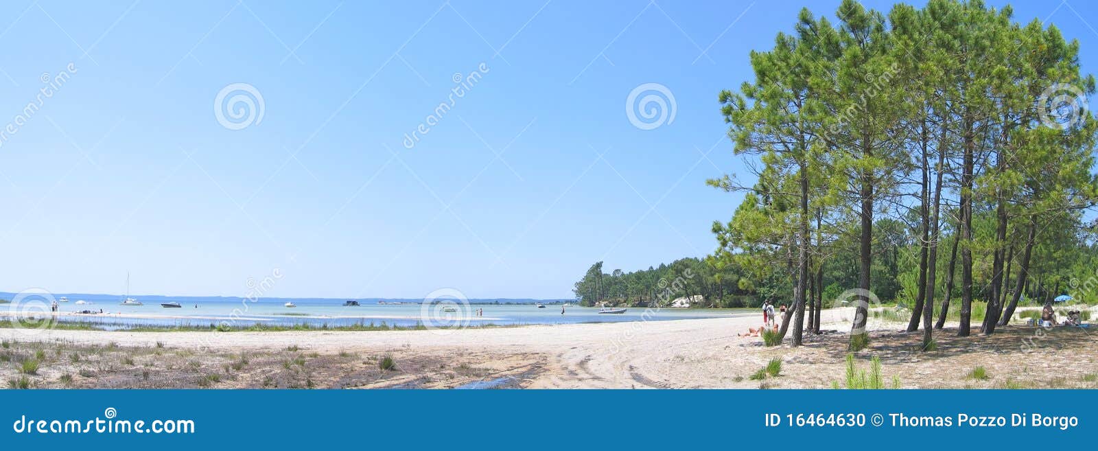 Sanguinet Lake with Big Pines Stock Photo - Image of bank, coast: 16464630