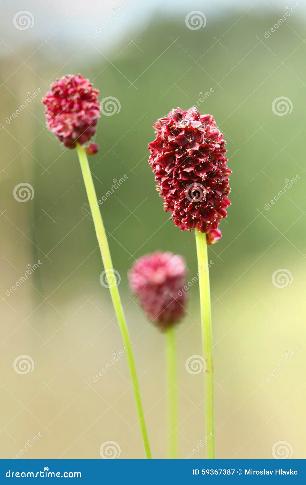 Sanguisorba Officinalis, Commonly Known As Great Burnet. Isolated On ...