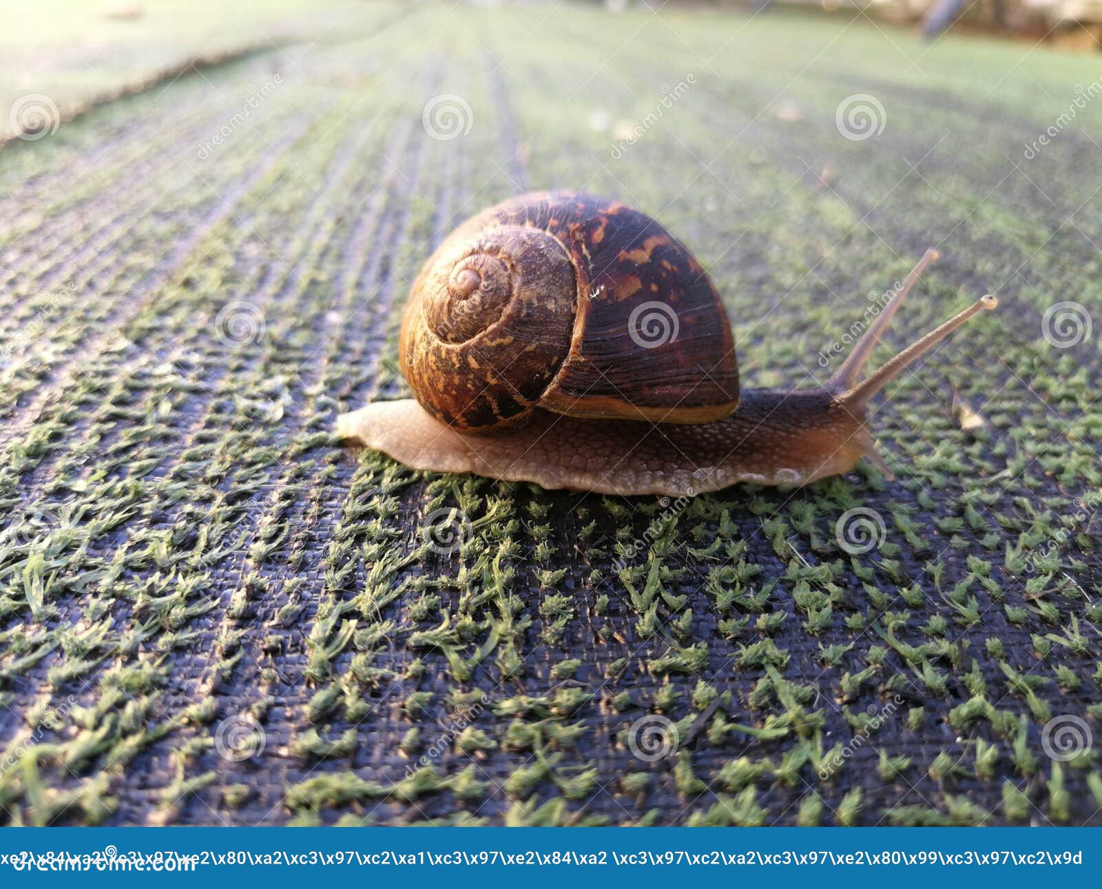 Sanil gress stock image. Image of gress, snail, sanil - 150821701