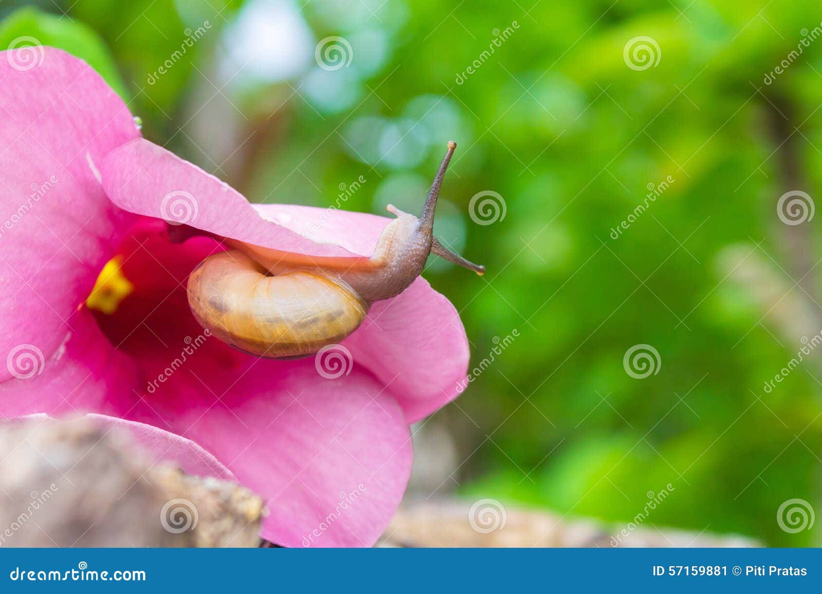 Sanil and pink flower stock image. Image of burgundy - 57159881