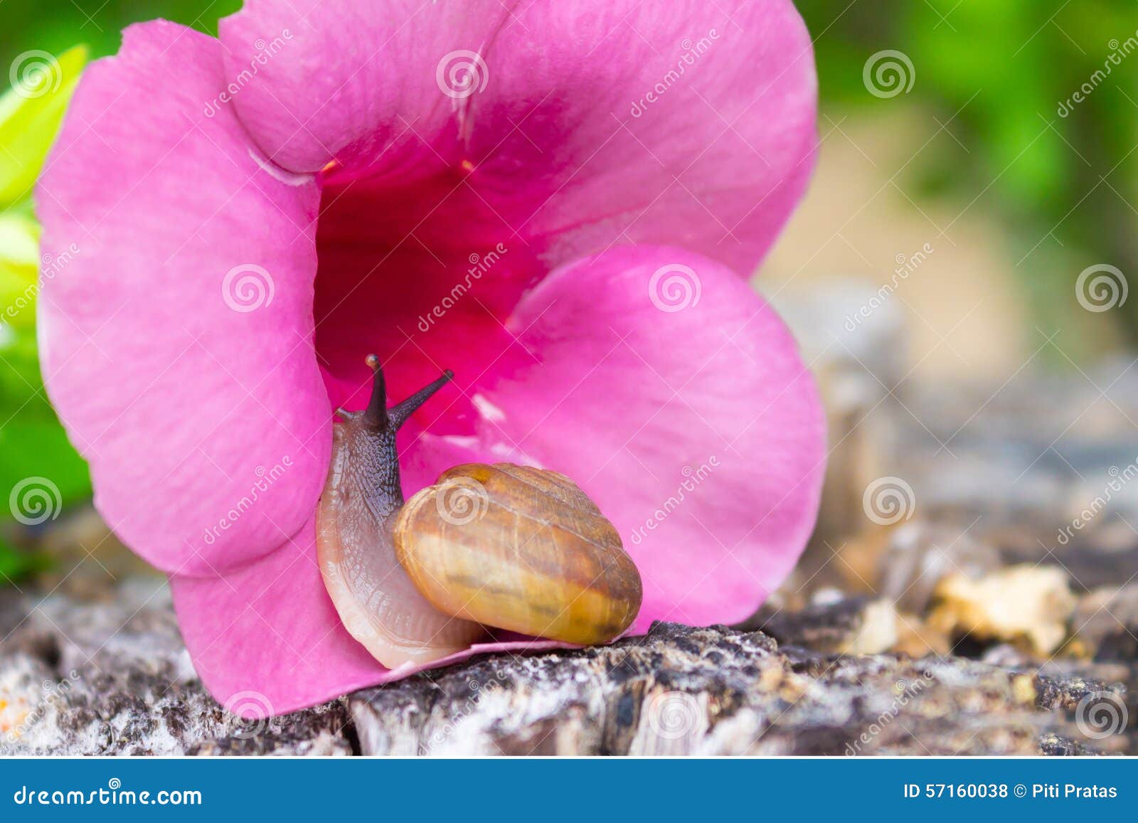 Sanil and pink flower stock photo. Image of gliding, slime - 57160038