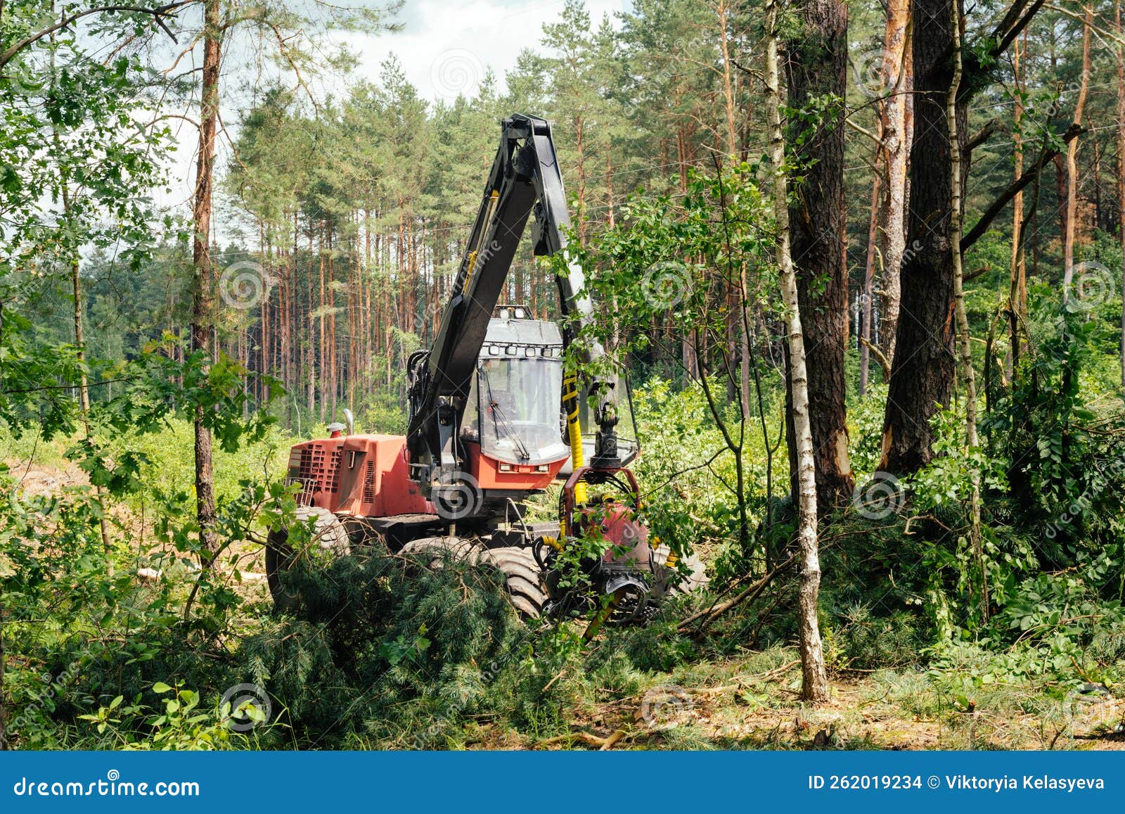 Sanitary Cleaning of the Forest. Tractor Working in a Forest Stock ...
