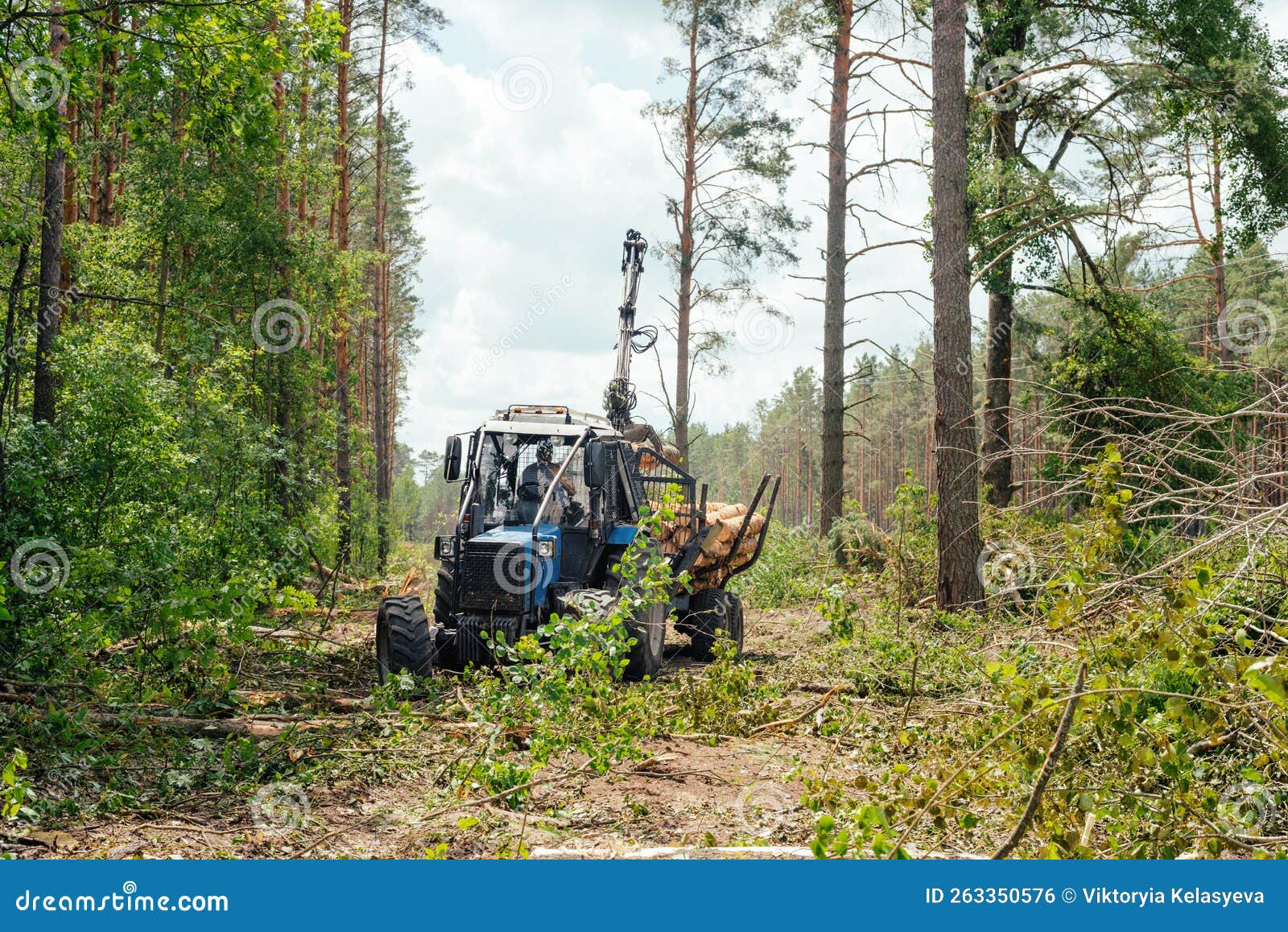 Sanitary Cleaning of the Forest. Tractor Working in a Forest Stock ...