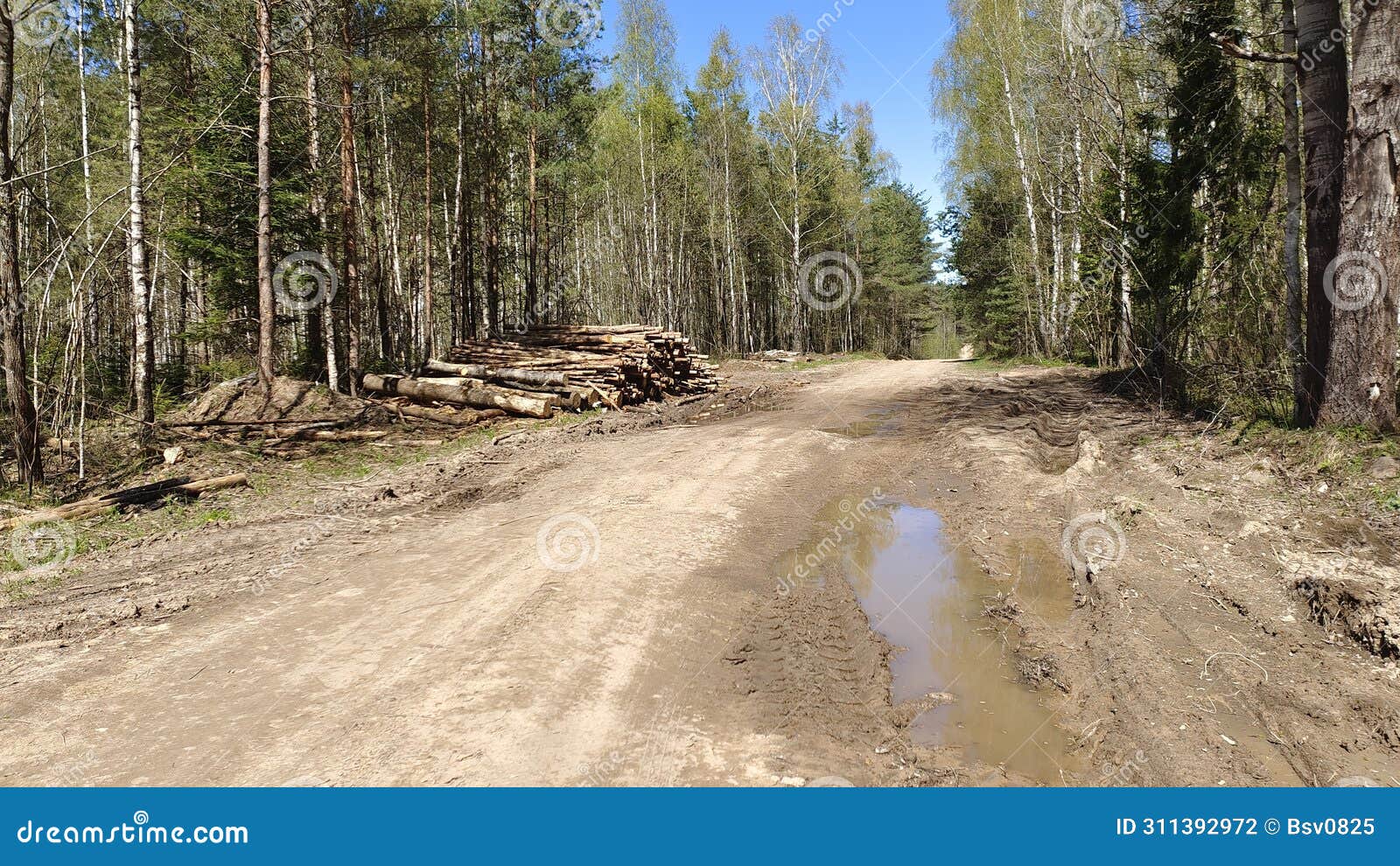 After Sanitary Logging, a Stack of Logs is Stacked at the Edge of a ...