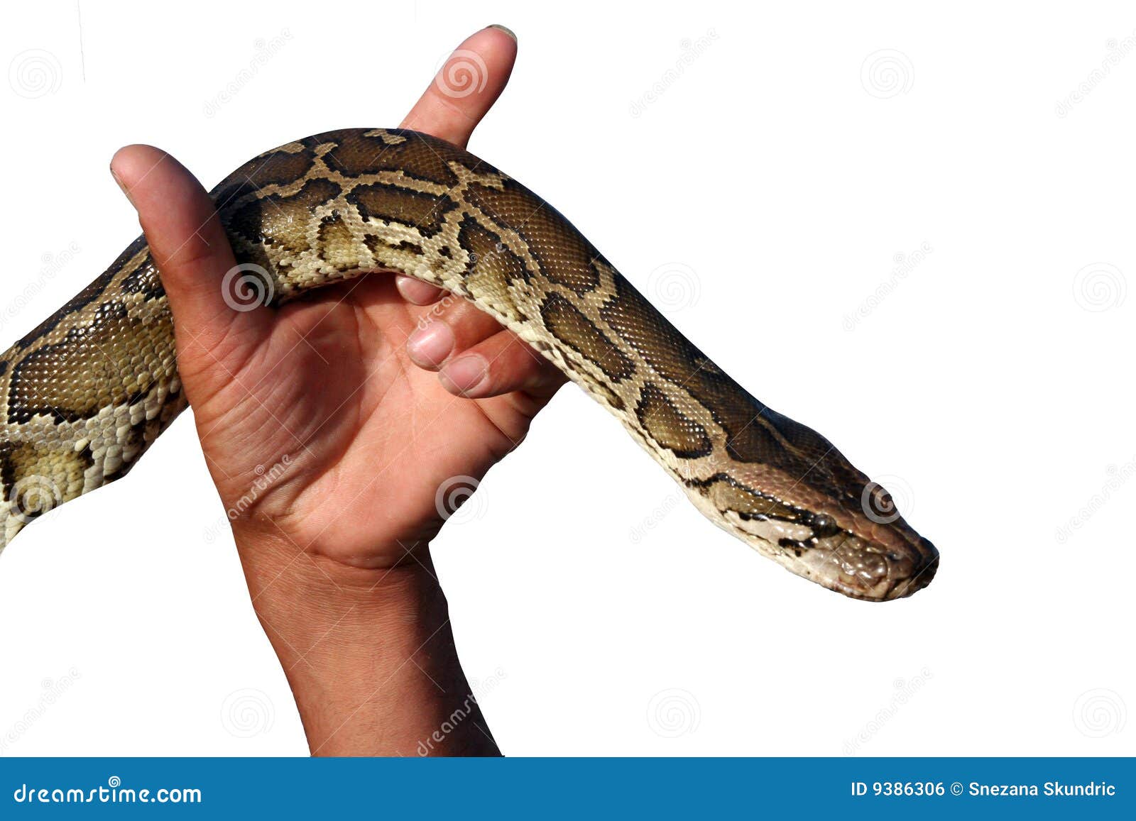Sanke stock photo. Image of snake, wildlife, isolated - 9386306