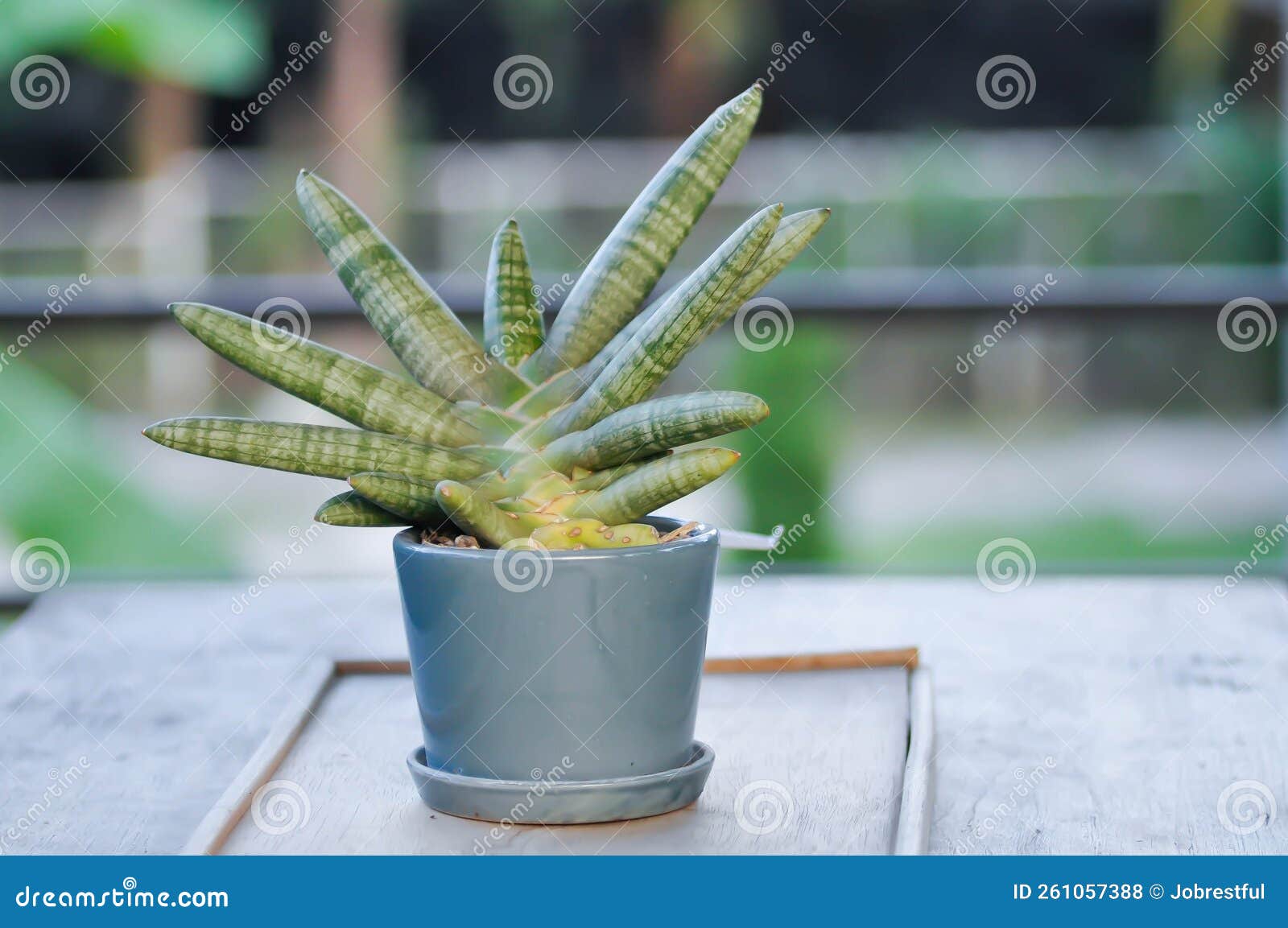 Sansevieria Boncellensis, Sansevieria or Queen of Sansevieria or ...