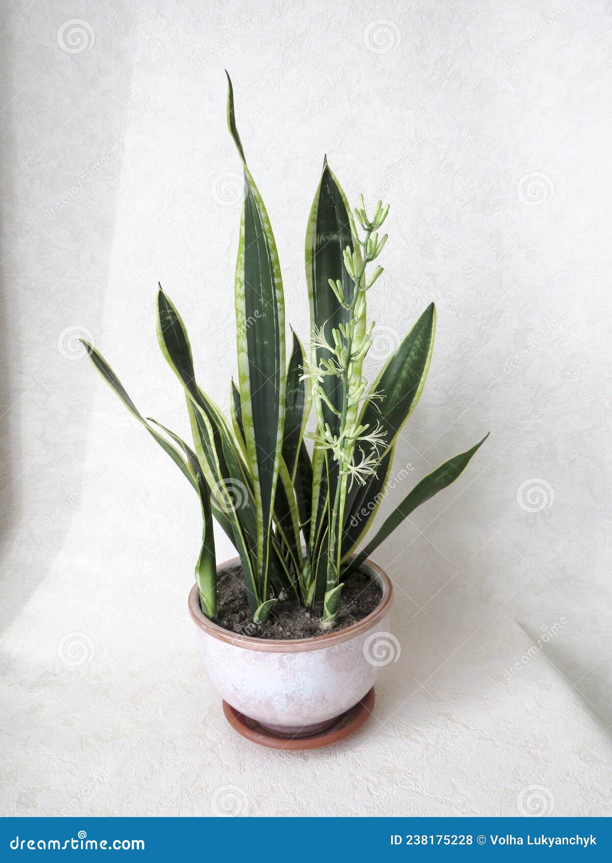 Sansevieria Laurentii or Pike Tail in Bloom Stock Photo - Image of ...