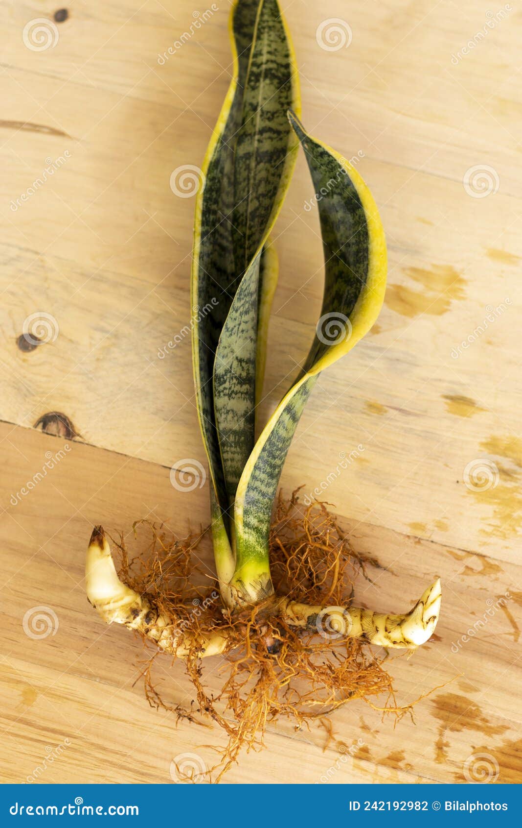 Sansevieria Trifasciat Viper S Bowstring Hemp Plant Stock Photo - Image ...