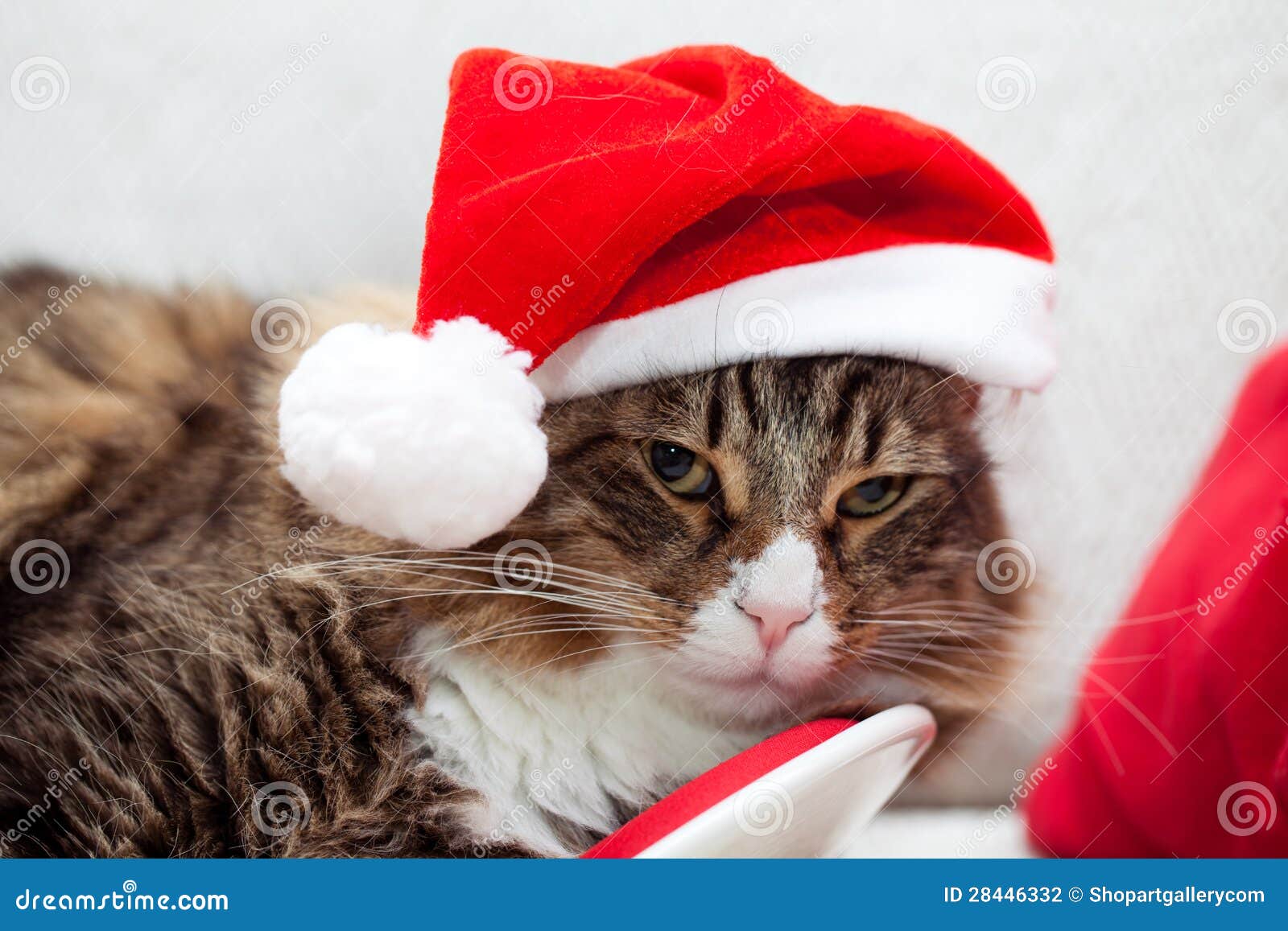 Santa Cat stock photo. Image of funny, claus, white, soft - 28446332