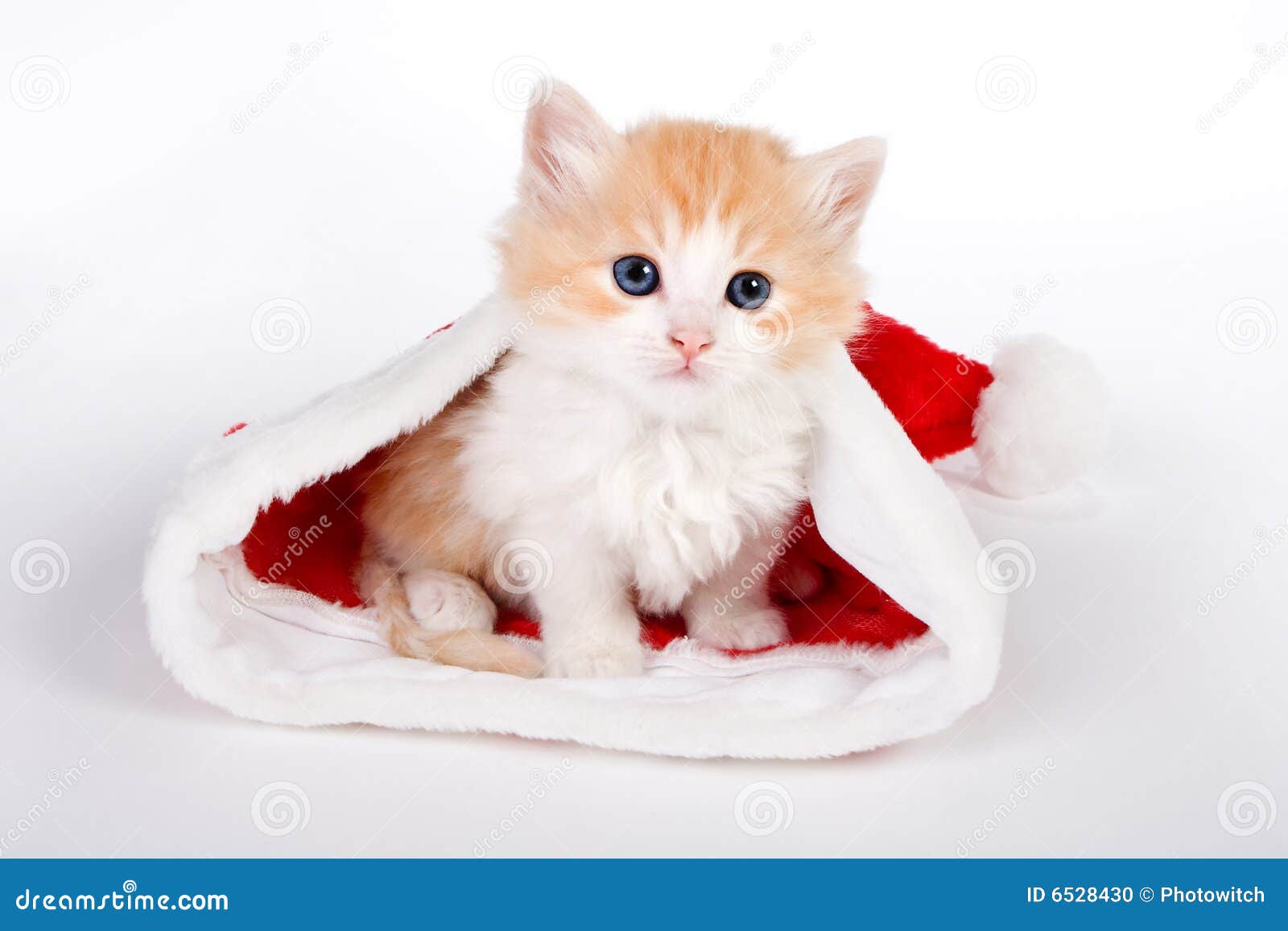 Santa Cat stock photo. Image of cats, playing, domestic - 6528430