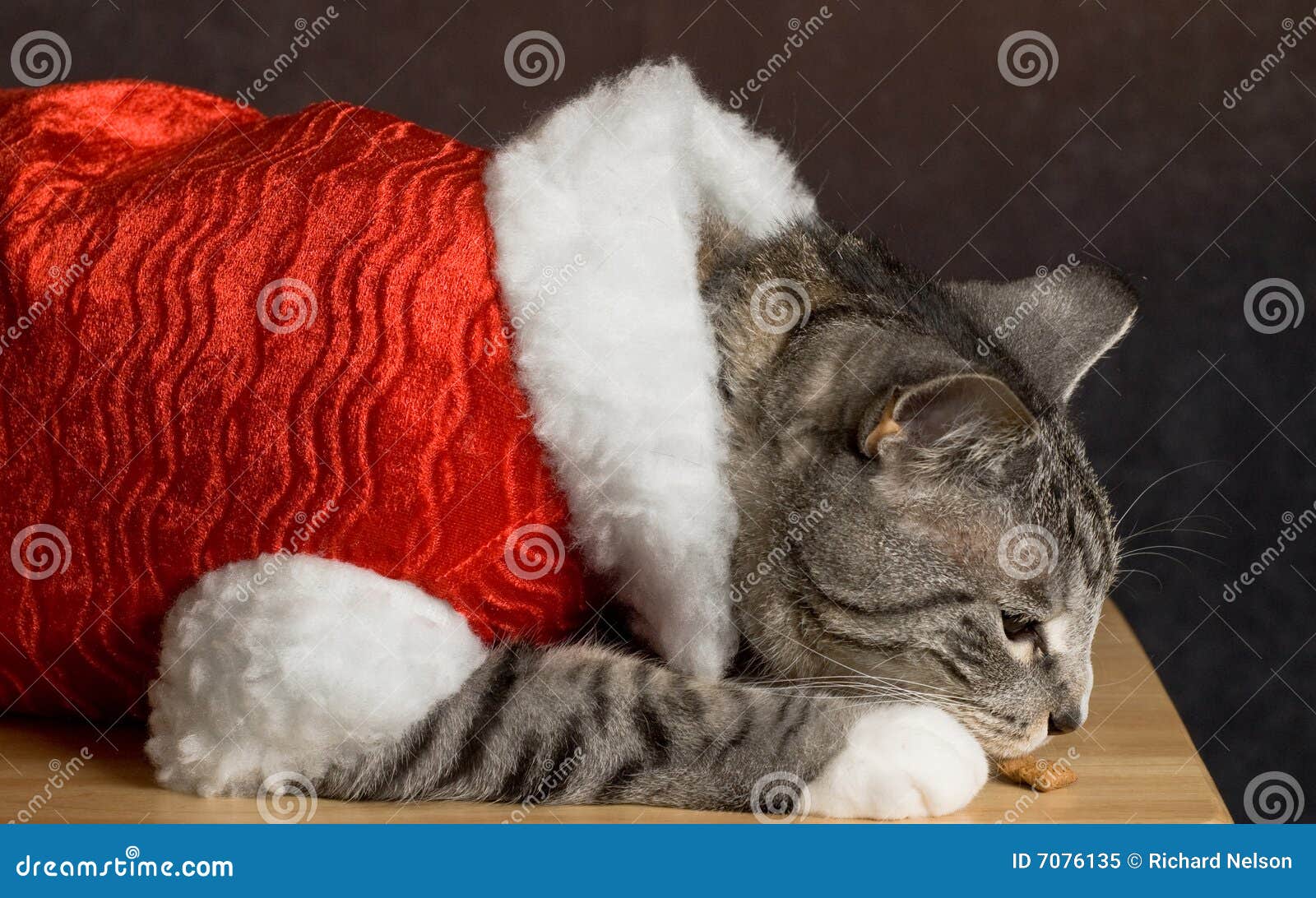 Santa Cat stock image. Image of holiday, cute, santa, kitty - 7076135