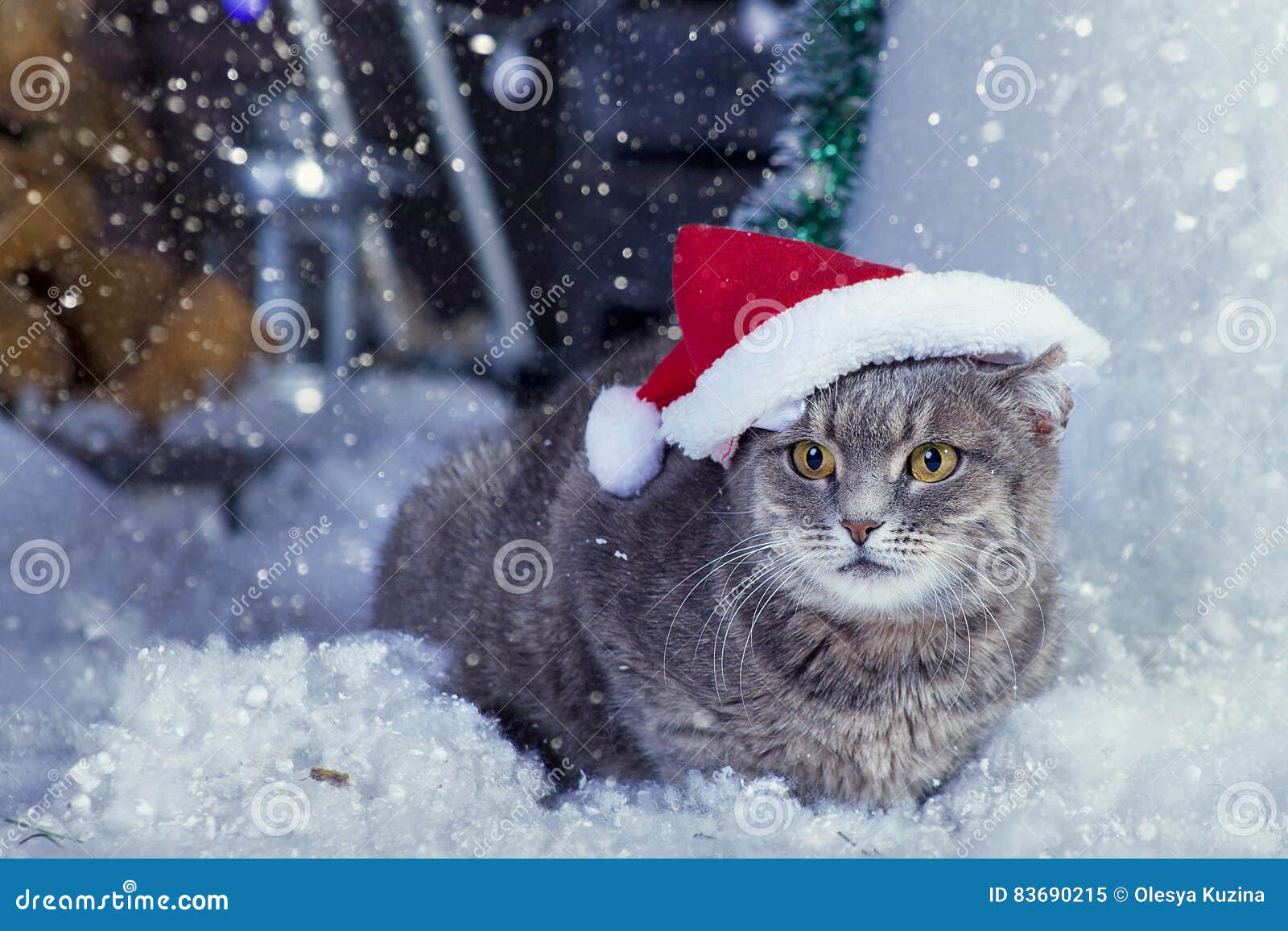 Santa Cat in Santa Hat stock afbeelding. Image of stralend - 83690215