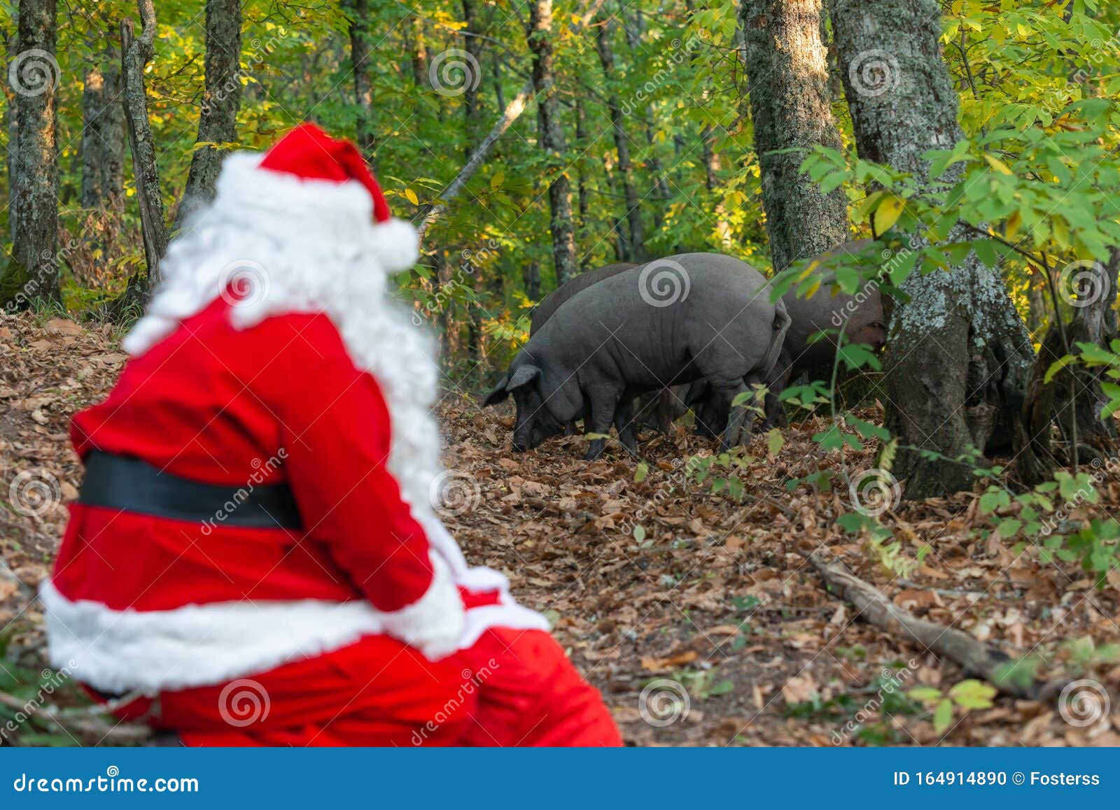 Santa Claus Blurred Looking Pigs Stock Photo - Image of fantasy, meat ...