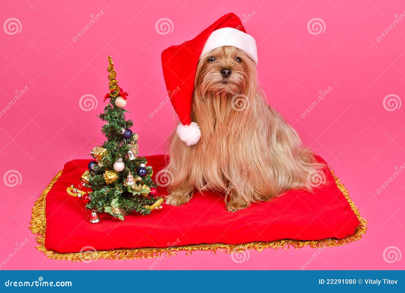 Santa Claus Dog with Christmas Tree Stock Photo - Image of grandfather ...