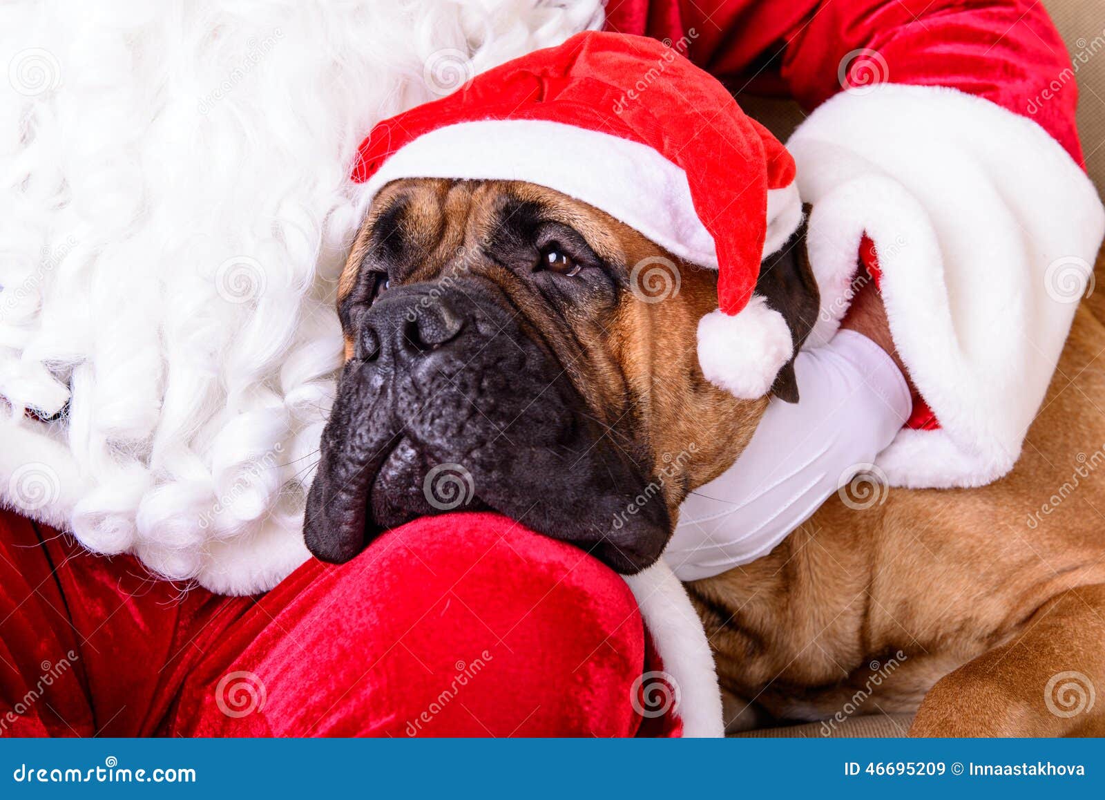 Santa Claus with dog stock image. Image of january, purebred - 46695209