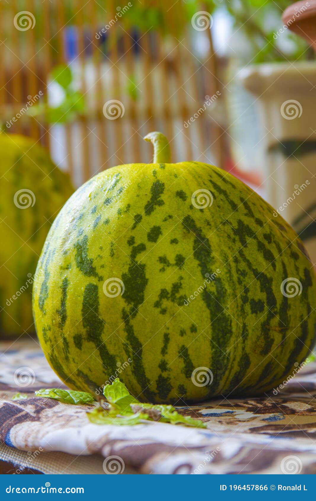 Santa Claus melon close up stock photo. Image of lake - 196457866