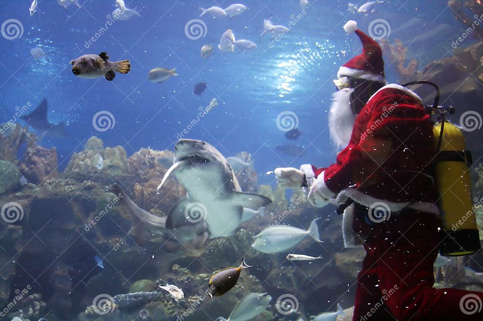 Santa Clause Feeding Shark stock photo. Image of ocean - 1130992