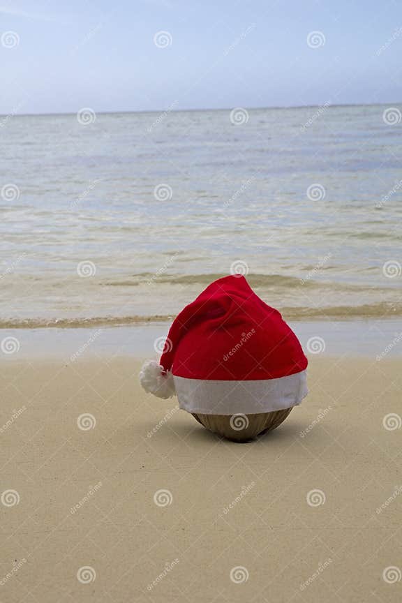 Santa coconut stock photo. Image of nature, coconut, santa - 27638928