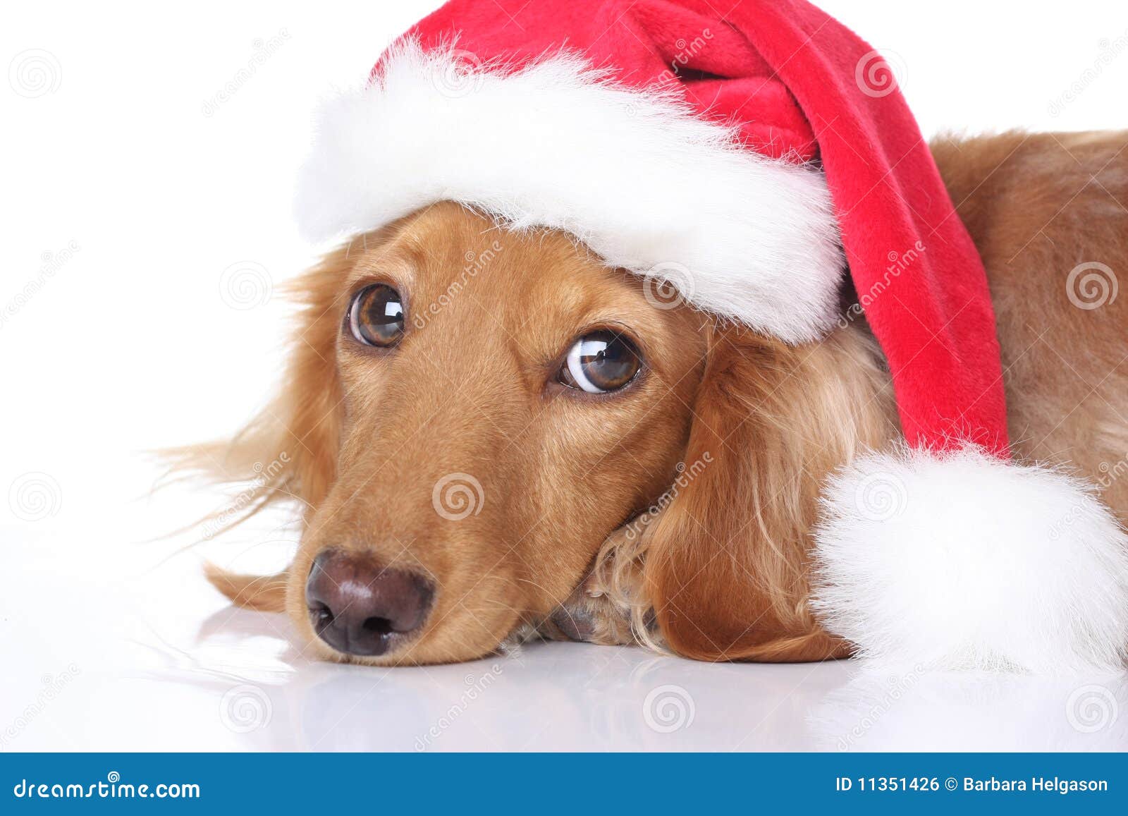 Santa dog stock photo. Image of cute, doggy, season, puppy - 11351426