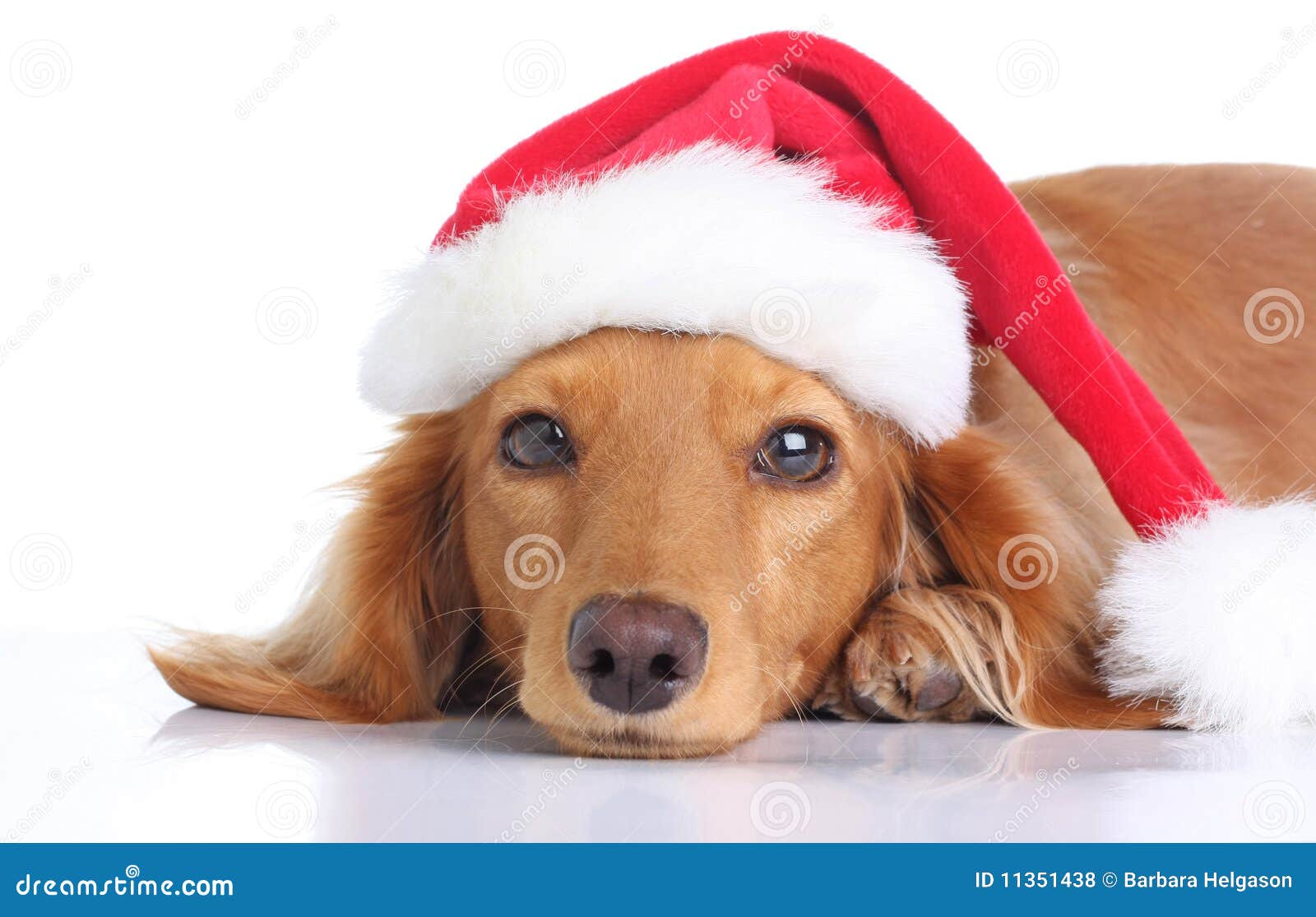 Santa dog stock photo. Image of closeup, dachshund, cute - 11351438