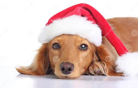 Santa dog stock photo. Image of closeup, dachshund, cute - 11351438
