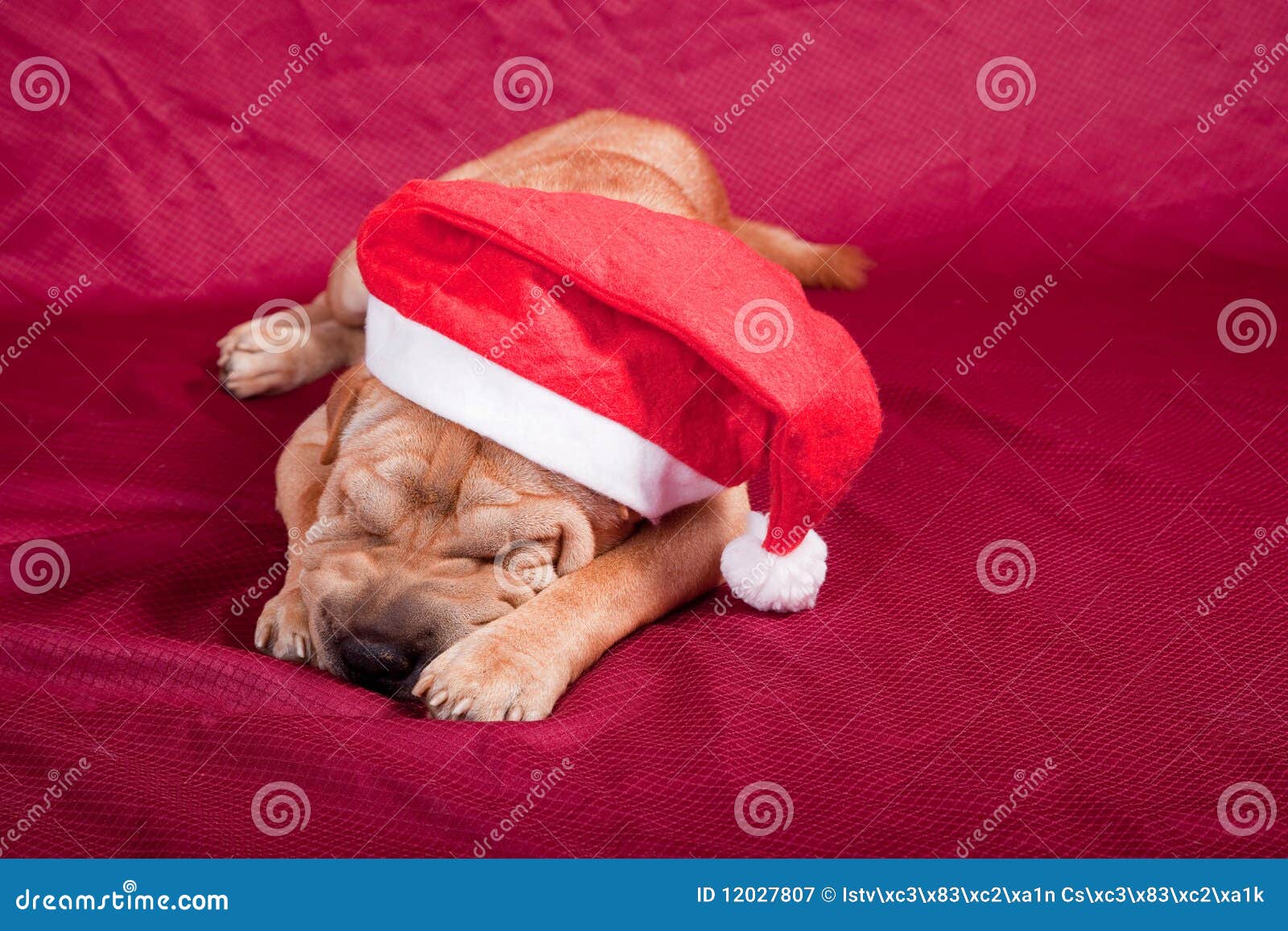 Santa dog stock image. Image of xmas, humorous, gift - 12027807