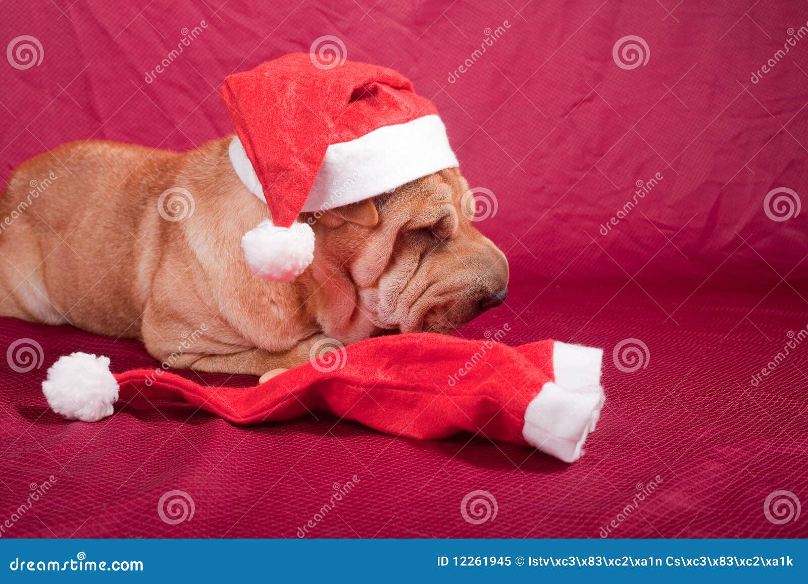 Santa dog stock image. Image of wear, kind, animal, head - 12261945