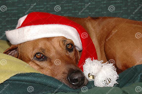 Santa dog stock photo. Image of gifts, gift, hats, claus - 1302896