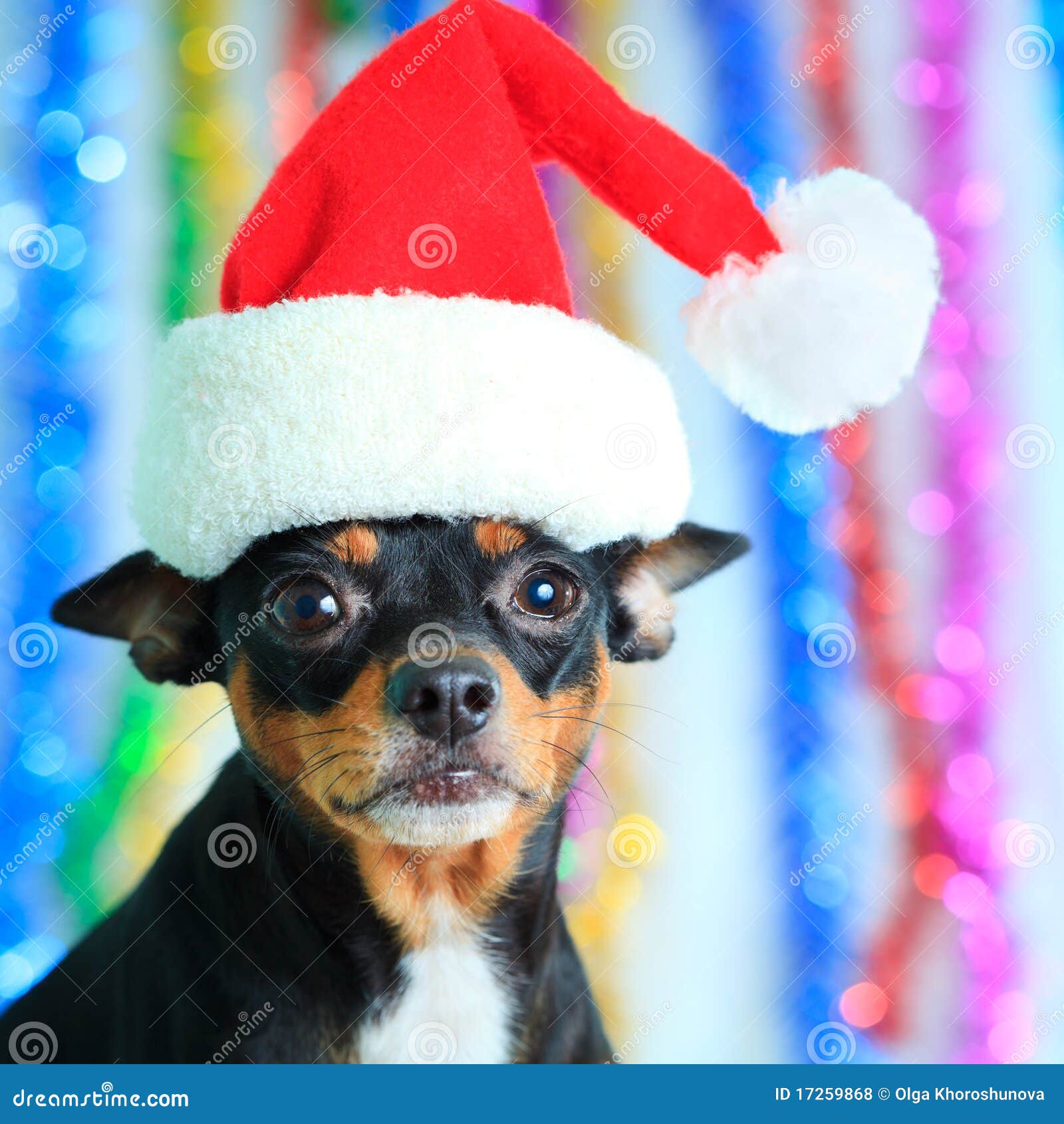 Santa dog stock photo. Image of funny, highlights, santa - 17259868