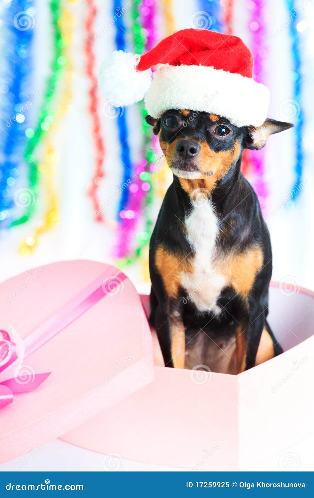 Santa dog stock image. Image of christmas, holiday, snow - 17259925