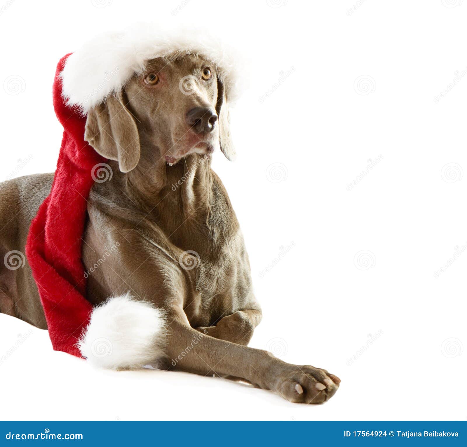 Santa dog stock photo. Image of christmas, isolated, look - 17564924