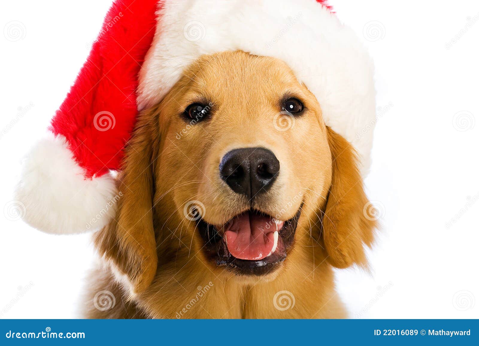 Santa Dog stock image. Image of retriever, santa, healthy - 22016089
