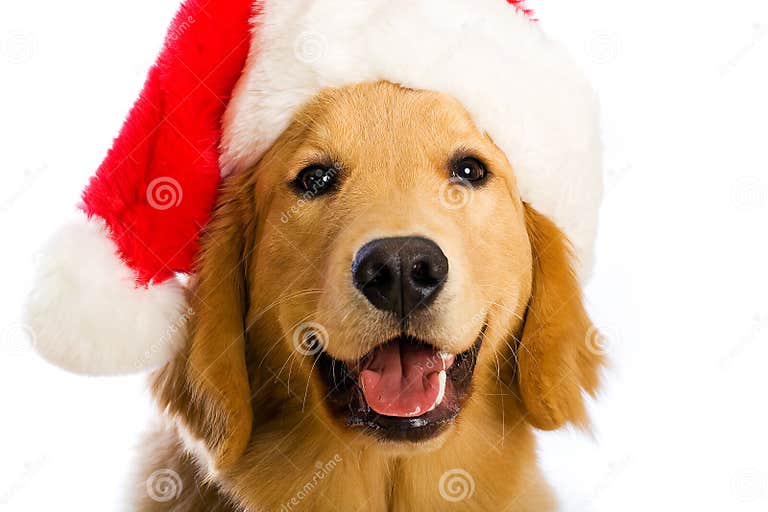 Santa Dog stock image. Image of retriever, santa, healthy - 22016089