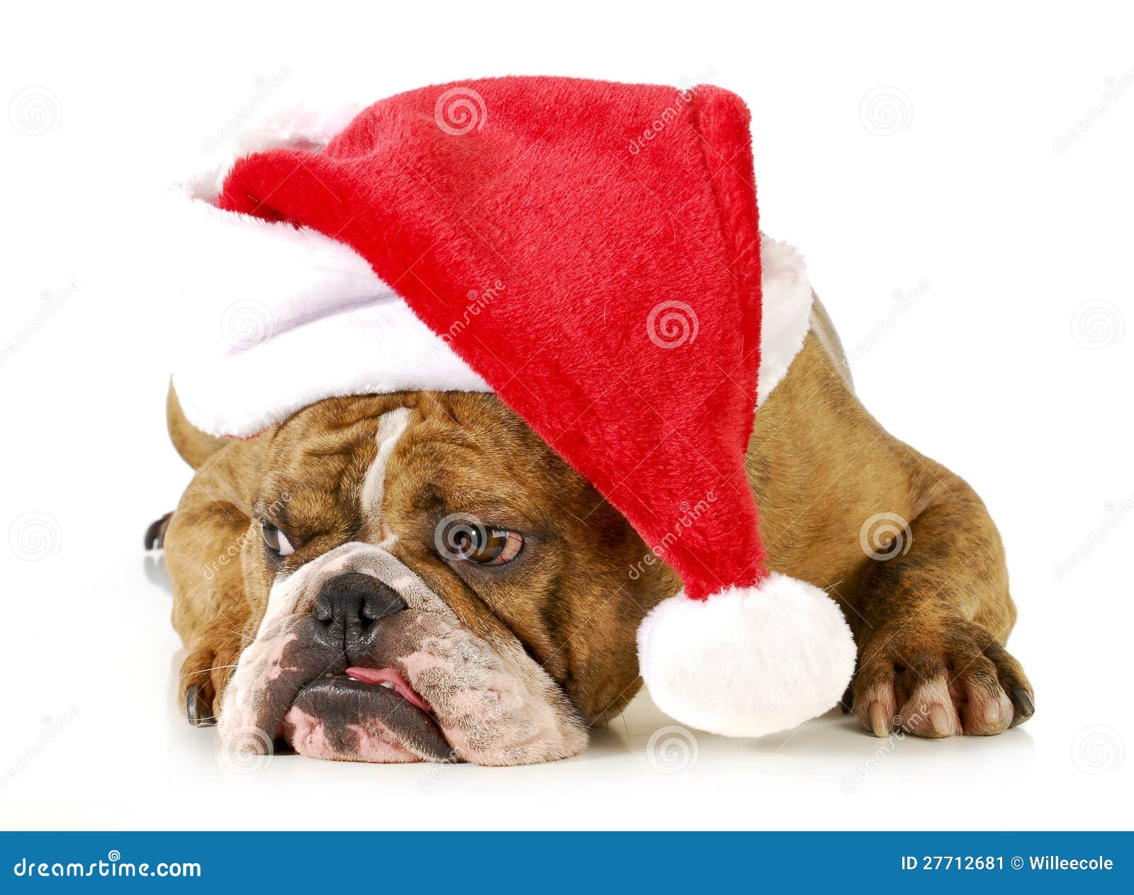 Santa dog stock image. Image of noel, santa, laying, animals - 27712681