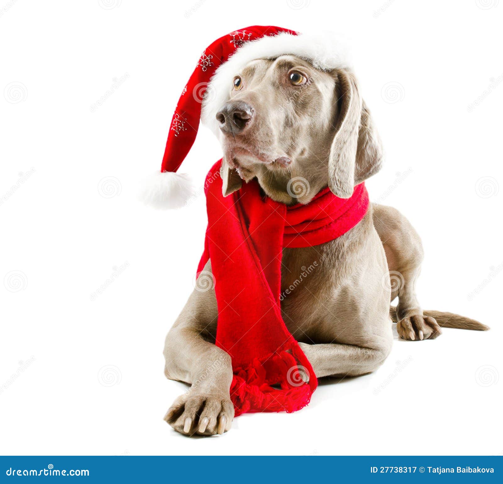 Santa dog stock image. Image of mammal, animal, happy - 27738317