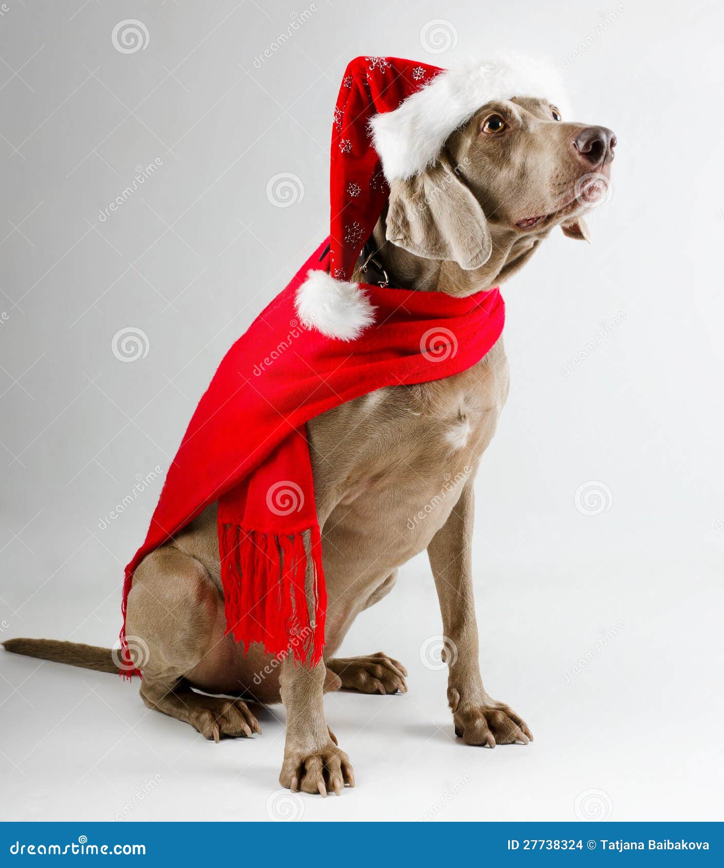 Santa dog stock photo. Image of merry, joyful, claus - 27738324