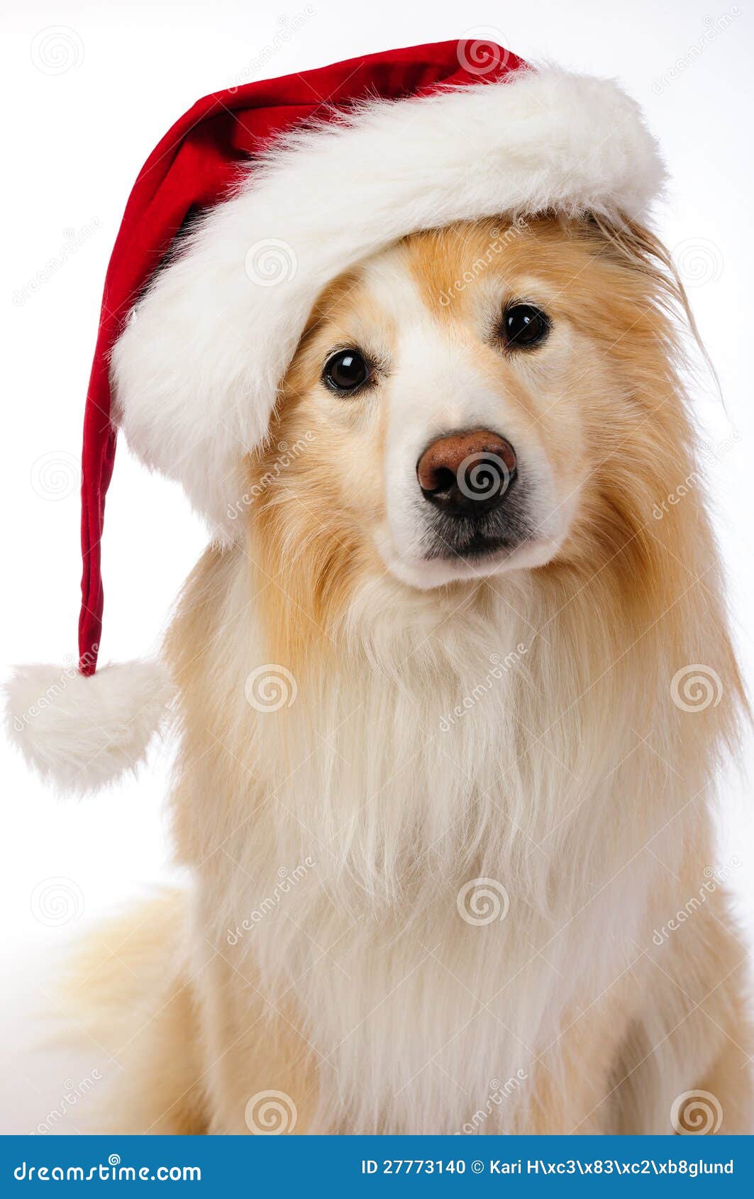Santa dog stock photo. Image of cute, camera, domestic - 27773140