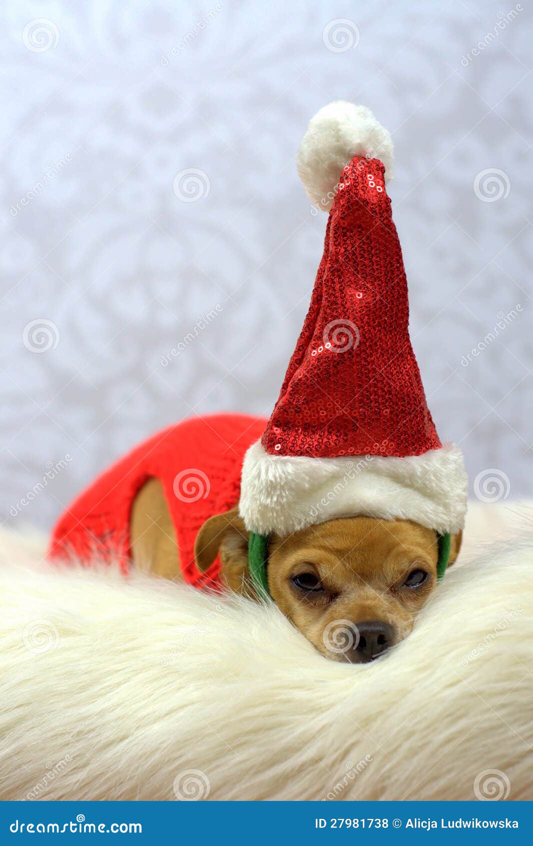 Santa Dog stock photo. Image of cute, festive, dogweare - 27981738