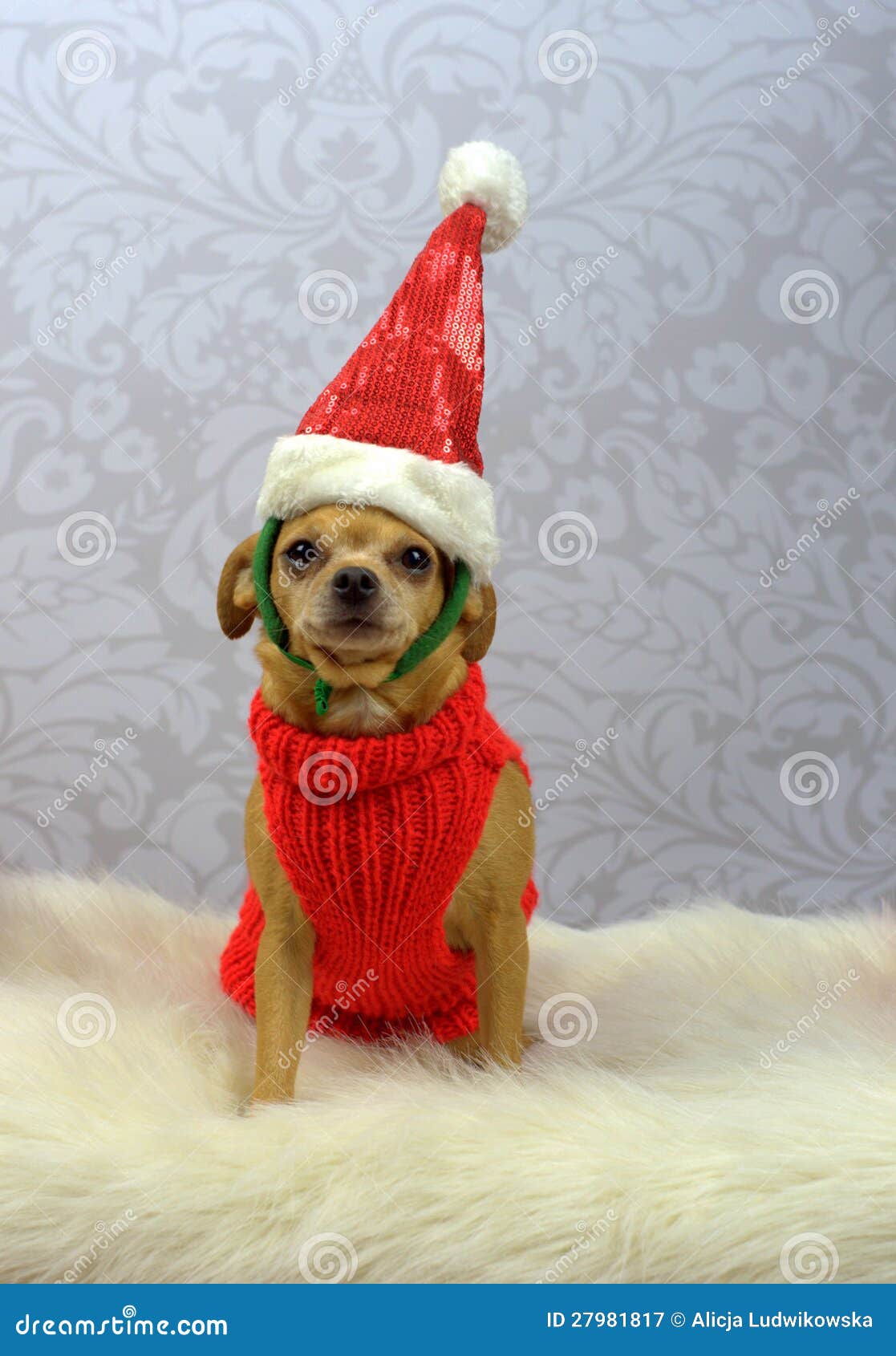 Santa Dog stock image. Image of merry, christmas, abstract - 27981817