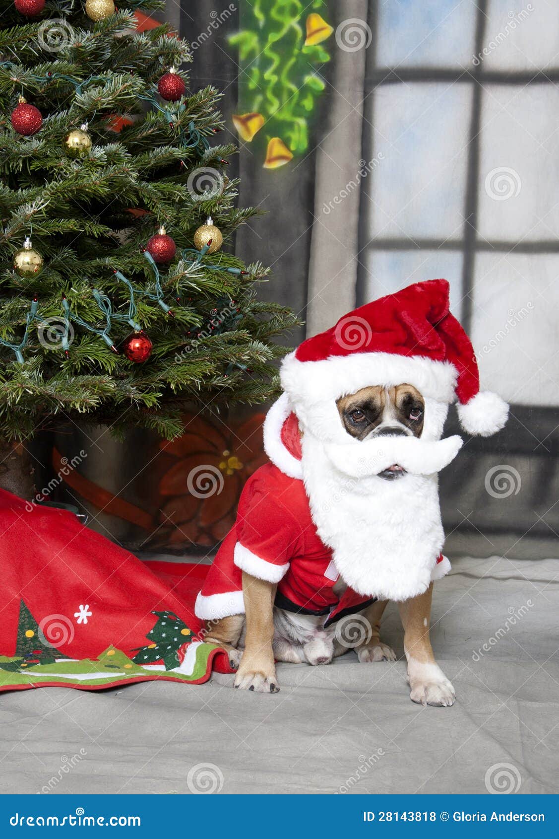 Santa Dog stock photo. Image of mustache, dressed, english - 28143818