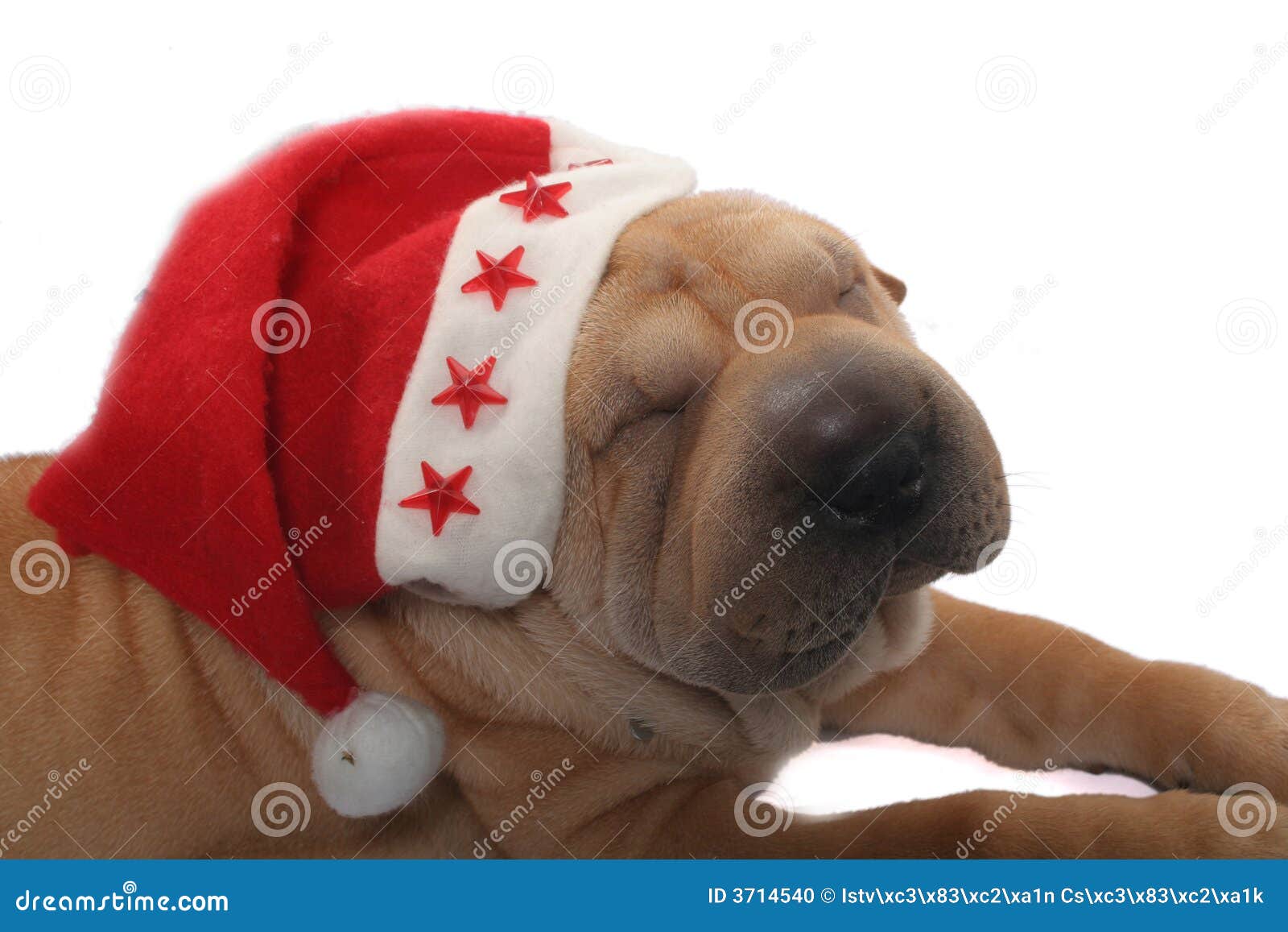 Santa dog stock photo. Image of humorous, closeup, white - 3714540