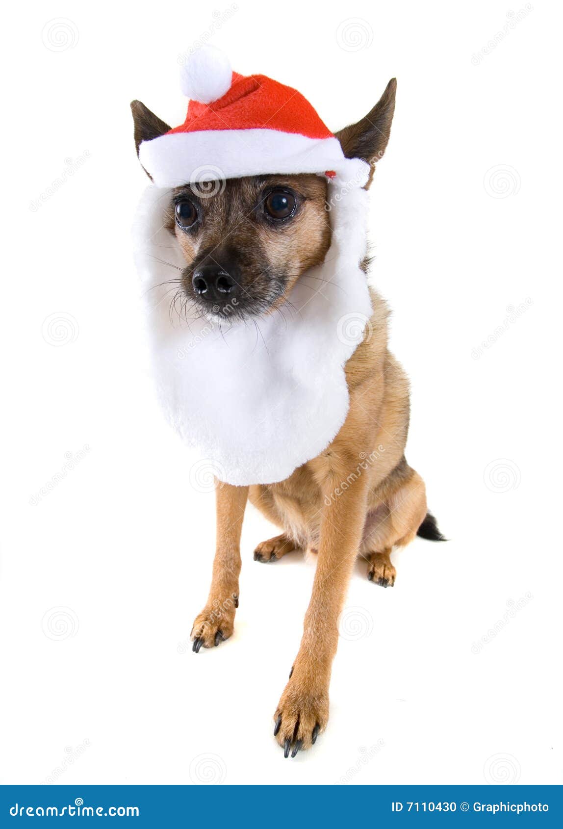 Santa dog stock photo. Image of purebreed, canine, celebrate - 7110430