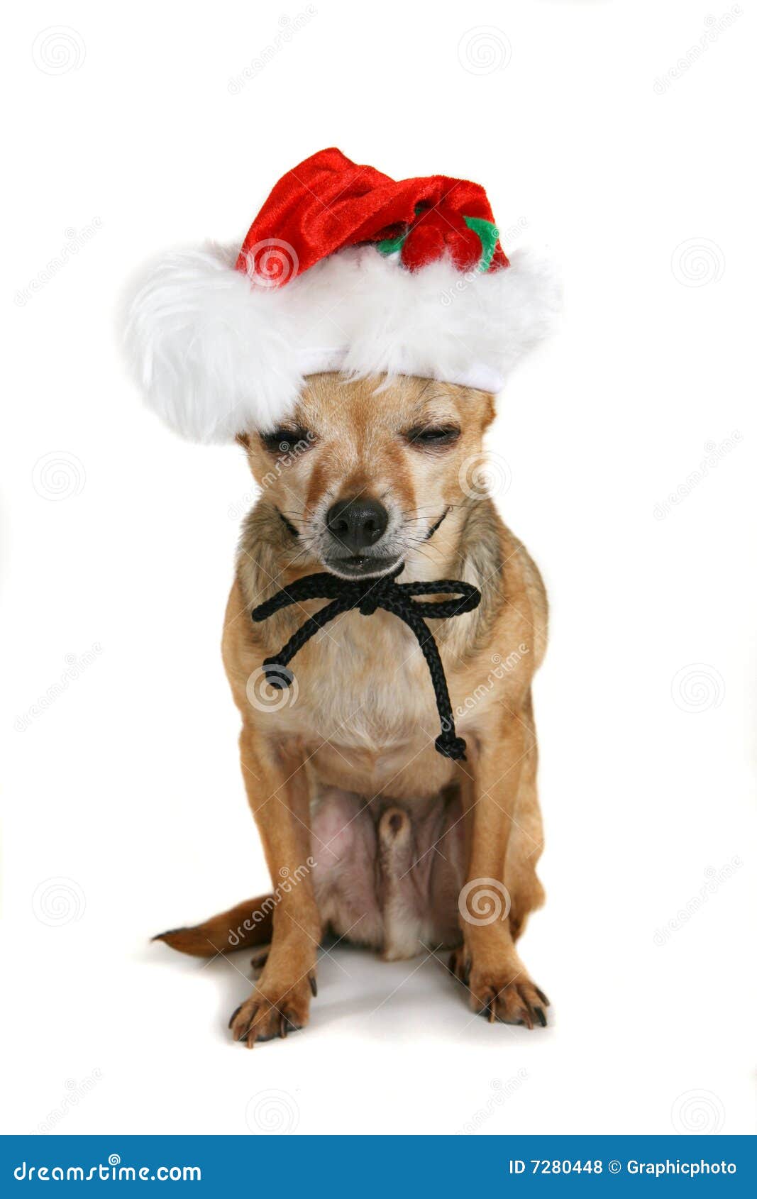 Santa dog stock photo. Image of mammal, mutt, miniature - 7280448
