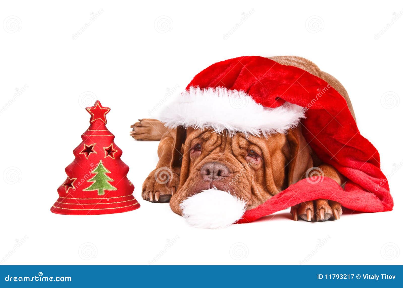 Santa Dog with Christmas Tree Stock Image - Image of expression, nose ...