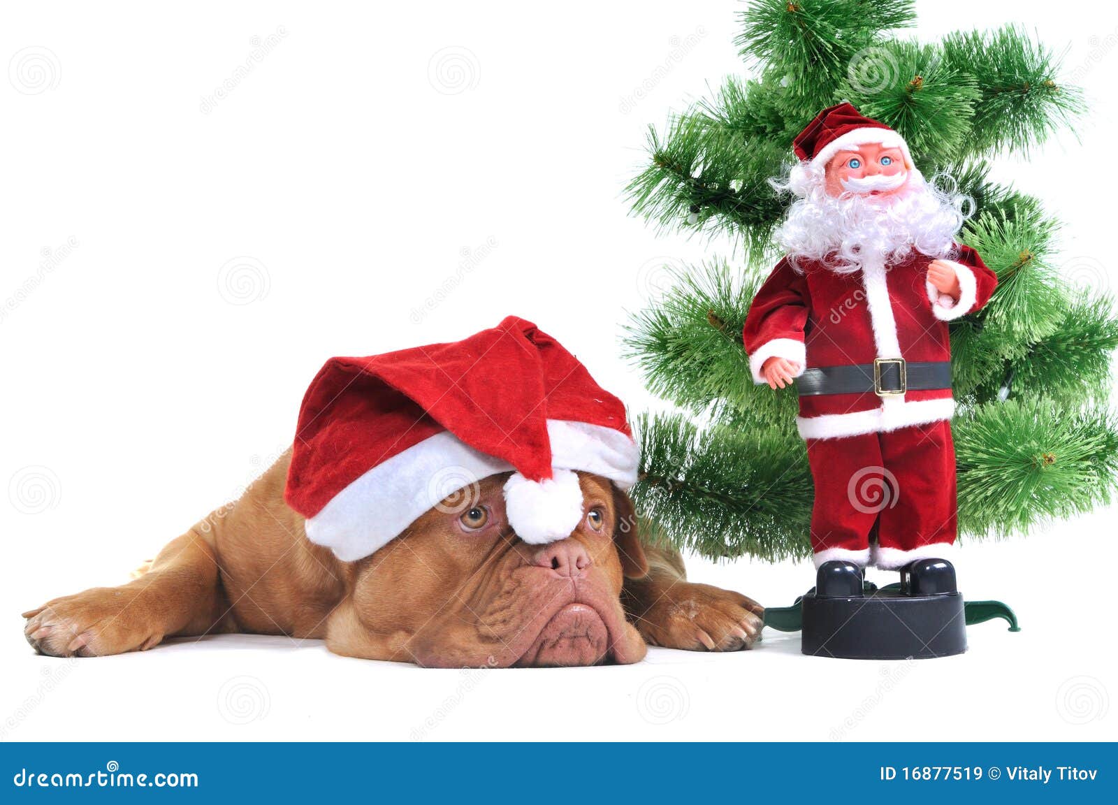 Santa dog and Real Santa stock image. Image of head, gift - 16877519