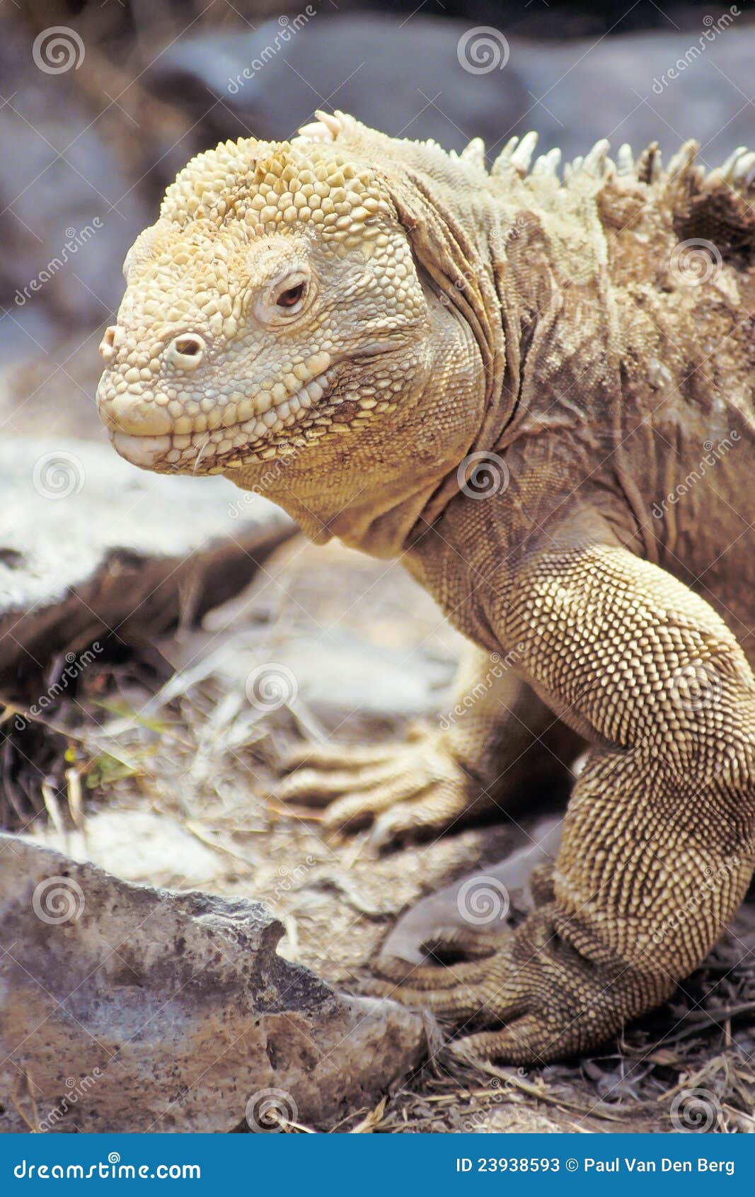Santa Fe Land Iguana, Galapagos Islands, Ecuador Stock Image - Image of ...