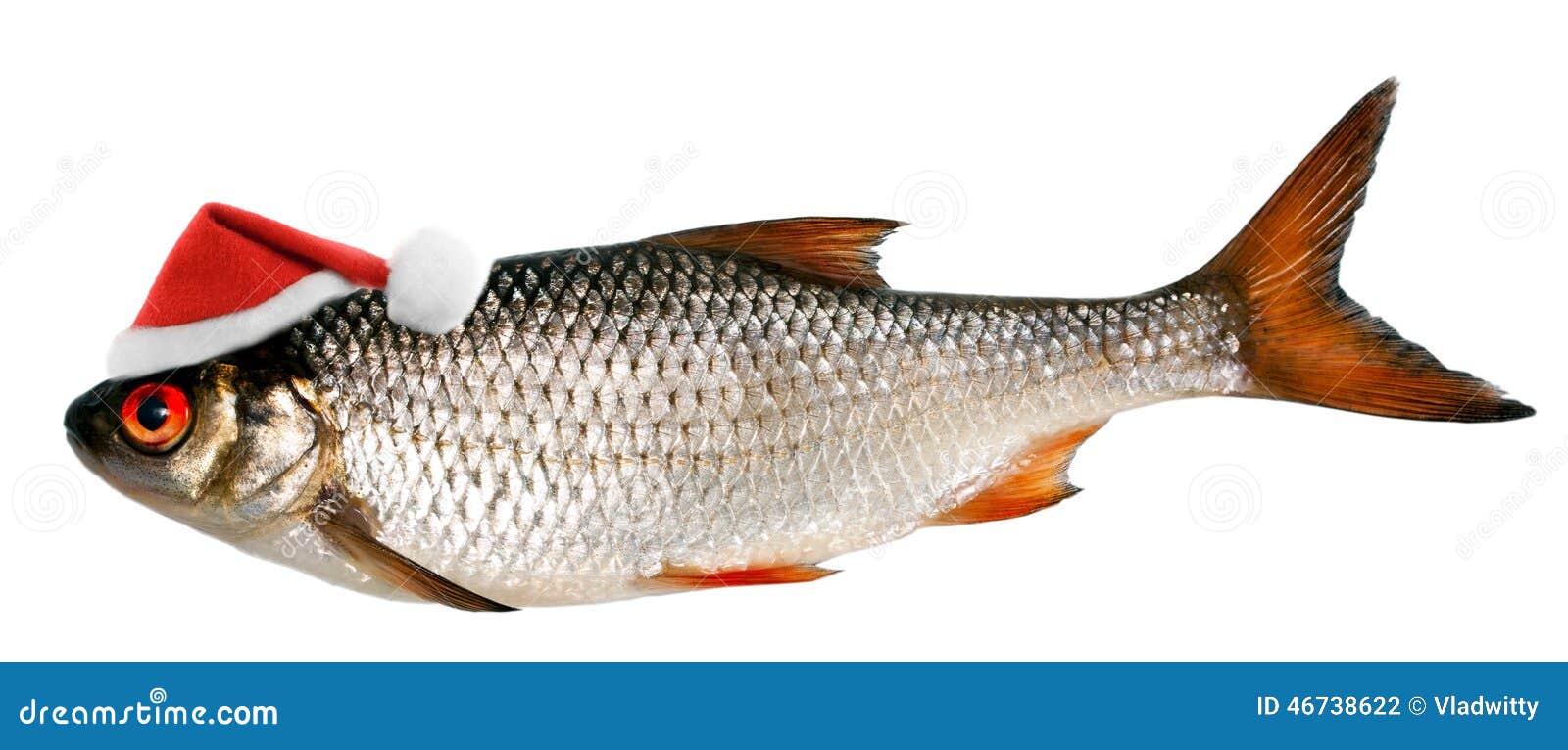 Santa hat in fish