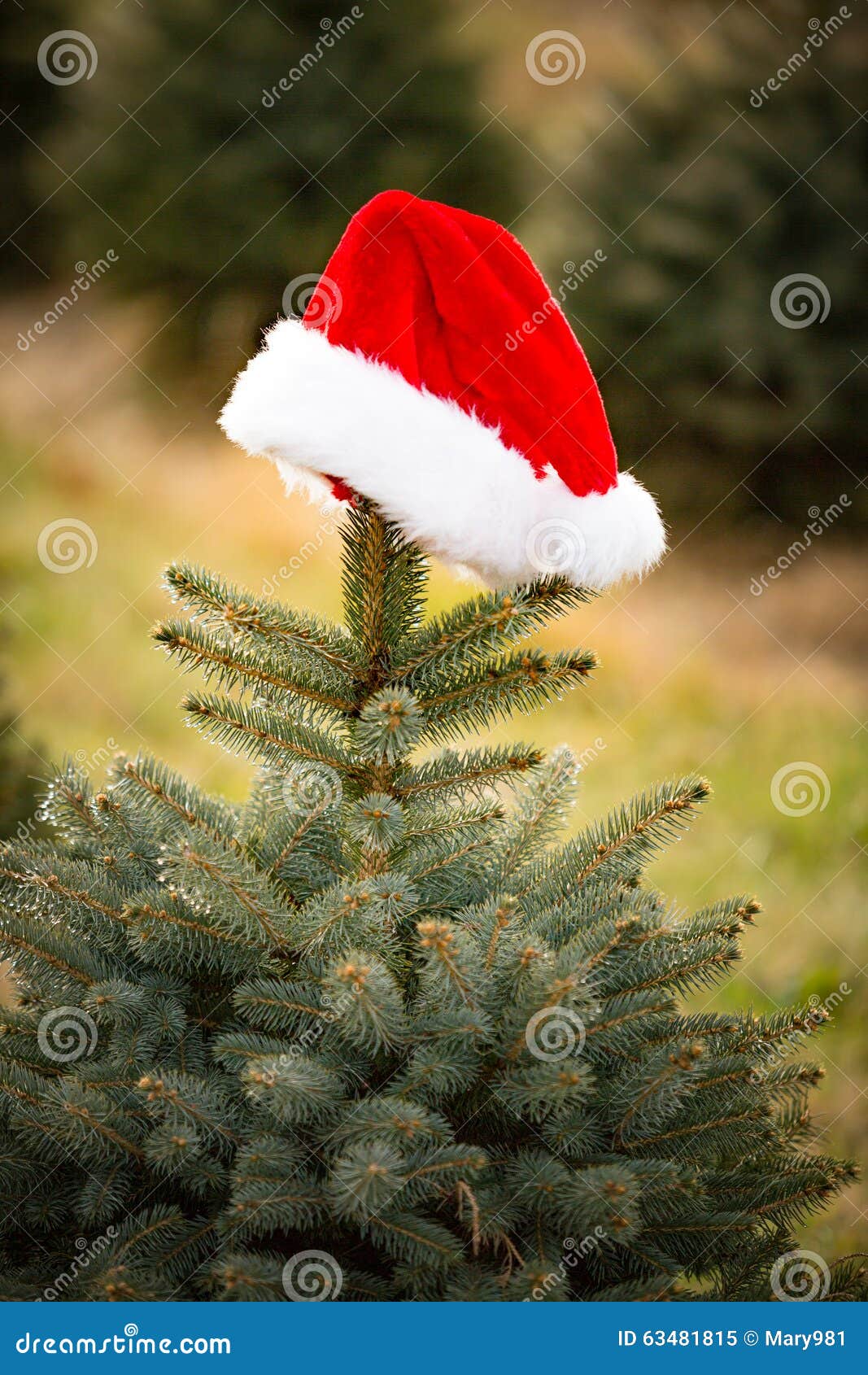 Santa Hat on Pine Tree stock image. Image of topper, santa - 63481815