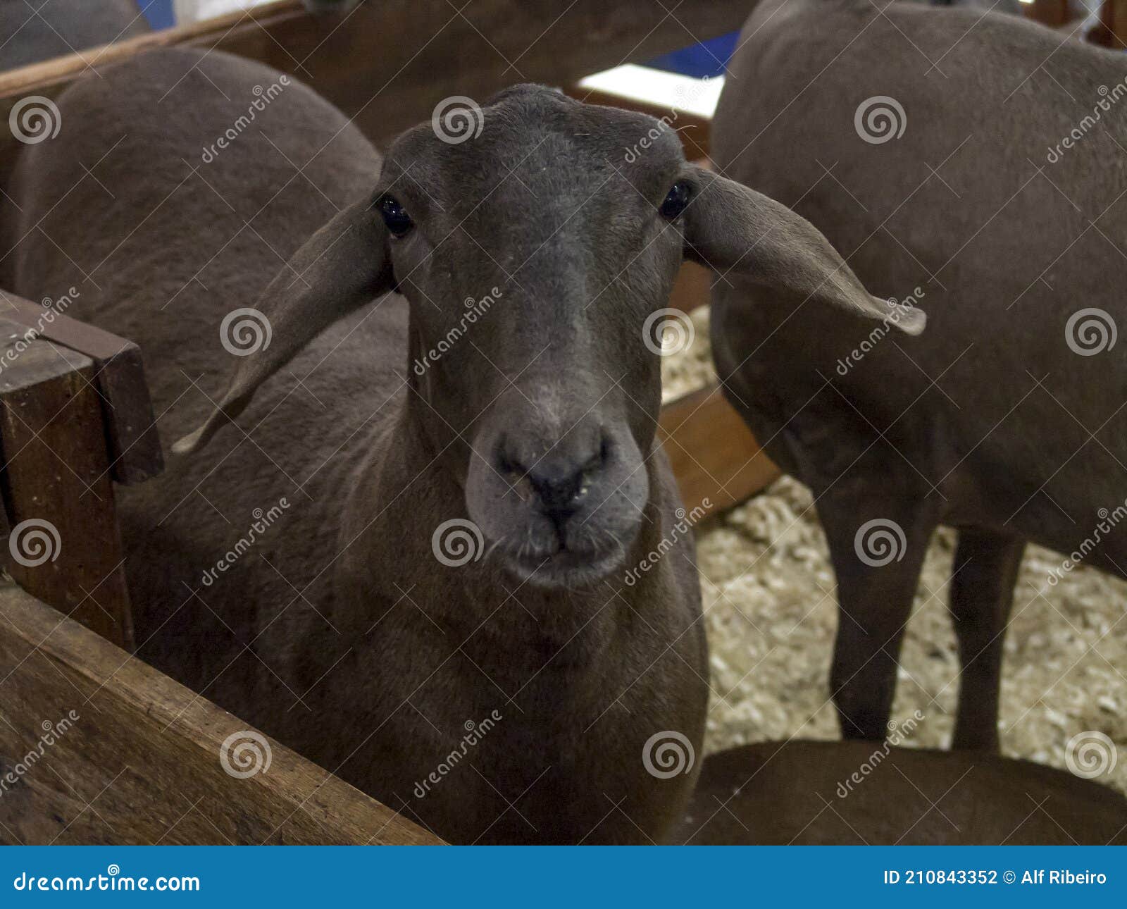 Santa Ines Sheep Confined in Stable Stock Photo - Image of caatinga ...